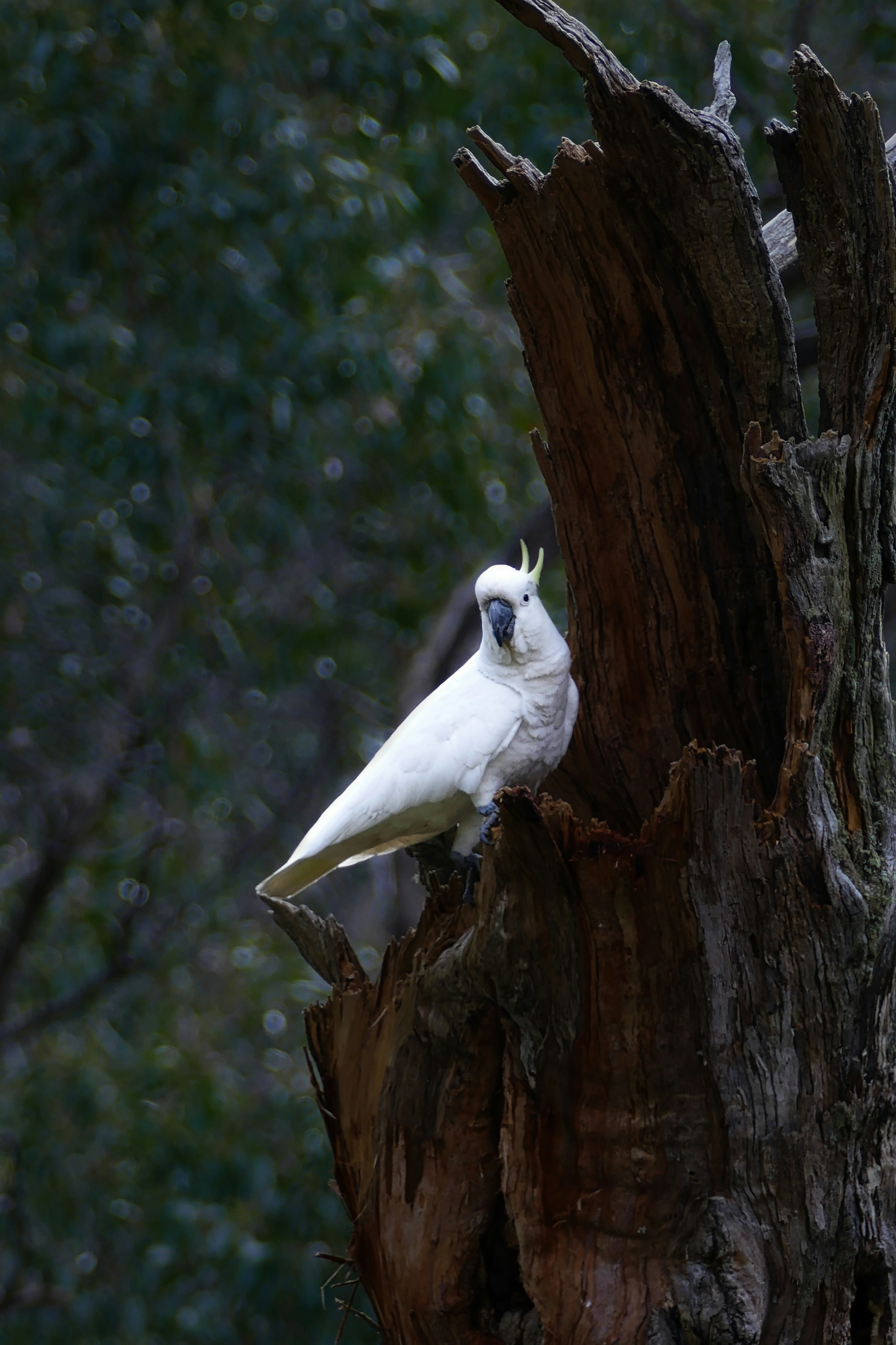 A white bird sitting on top of a tree stump photo – Free Australia ...