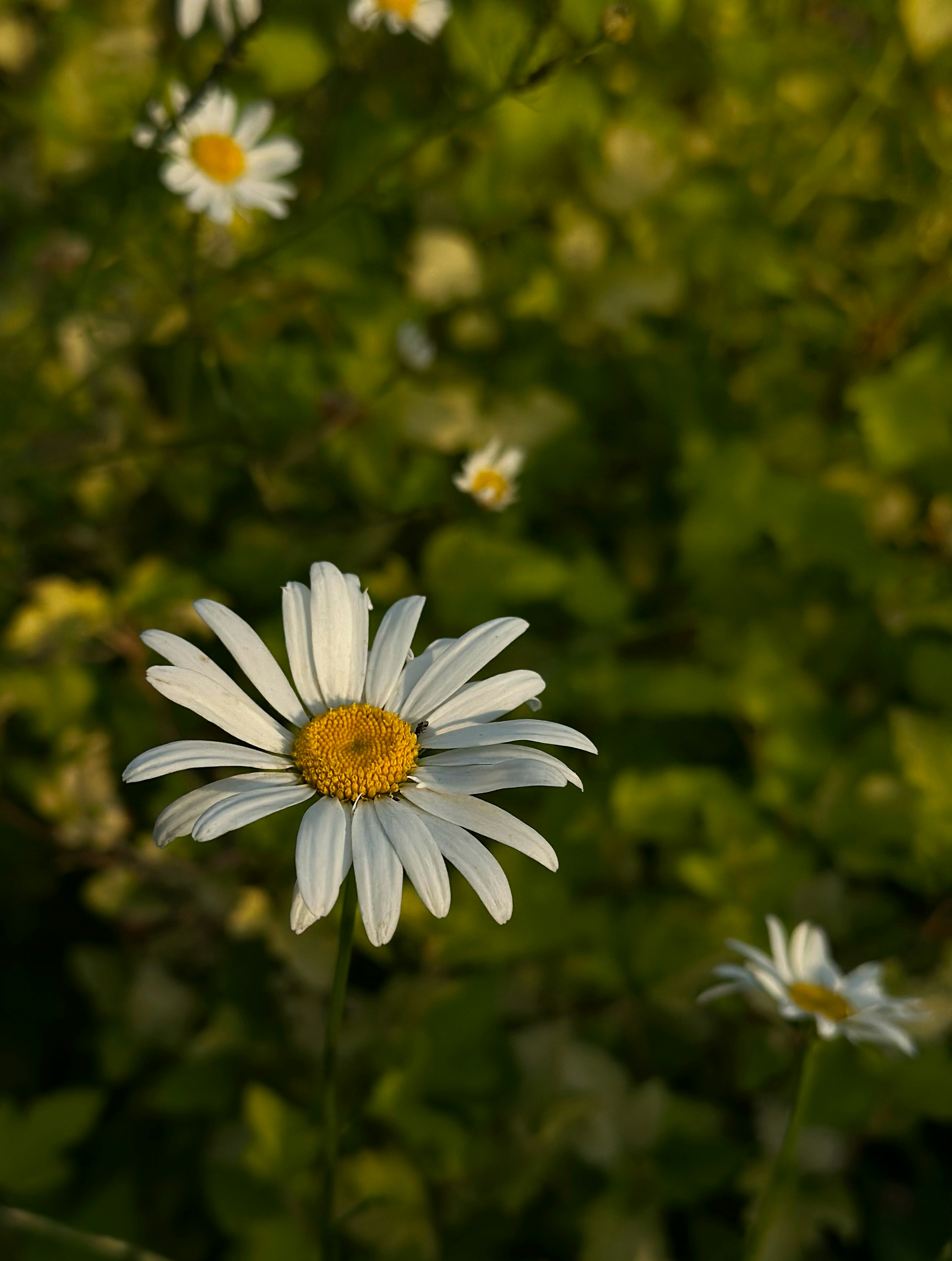 A close up of a flower with many other flowers in the background photo – Free Flower Image on ...