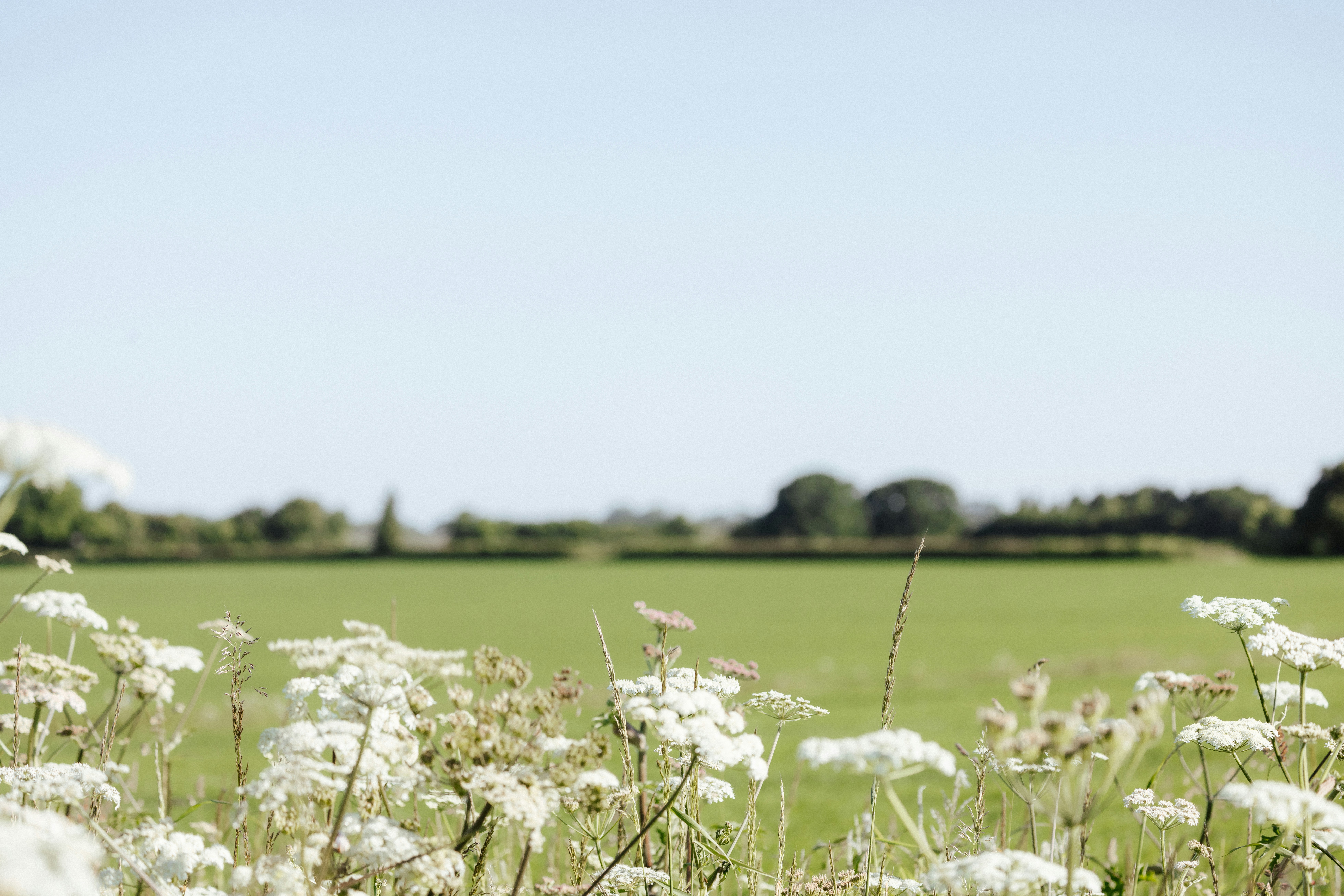 A field full of white flowers on a sunny day photo – Free Grass Image ...