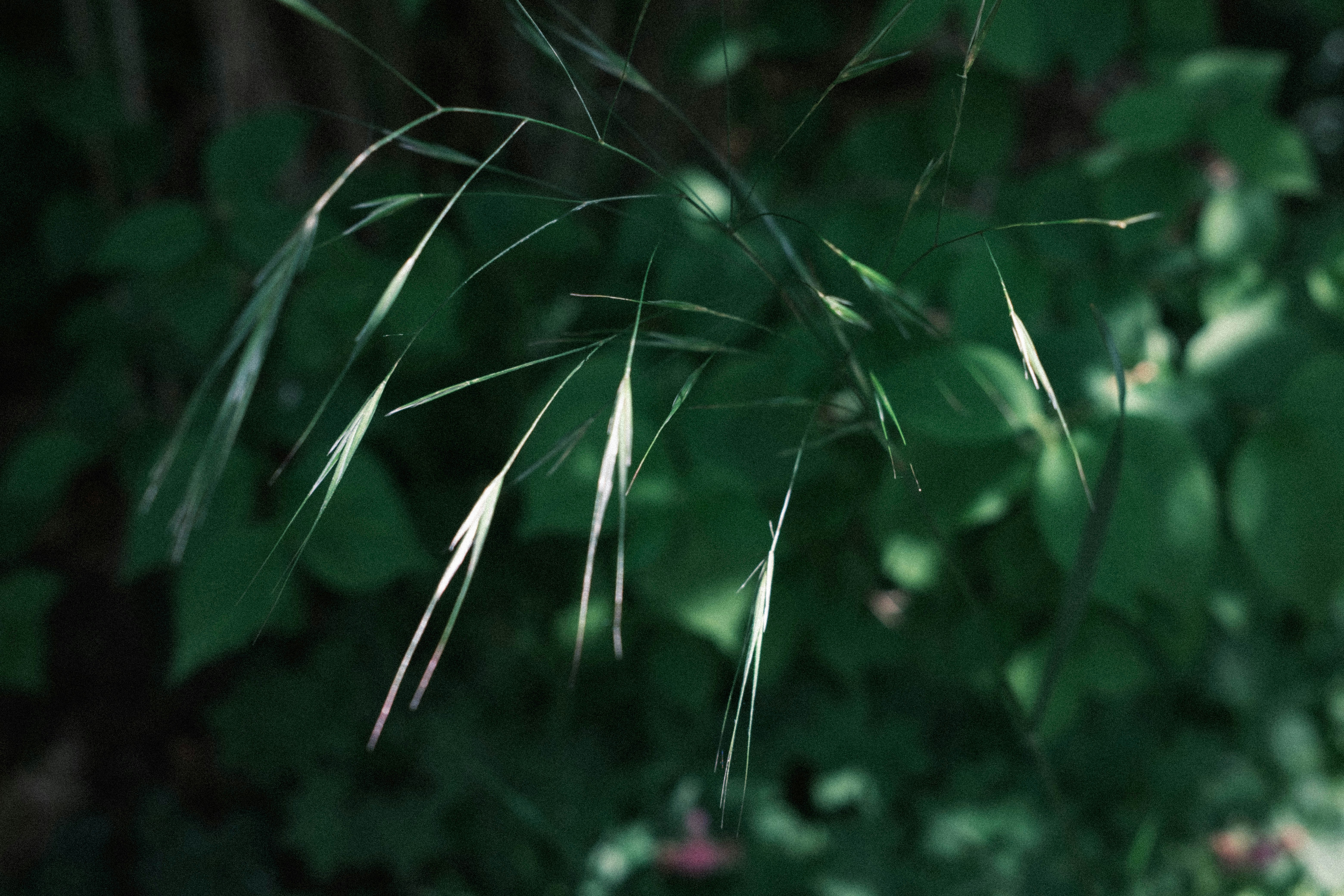 Bromus ramosus aka hairy-brome