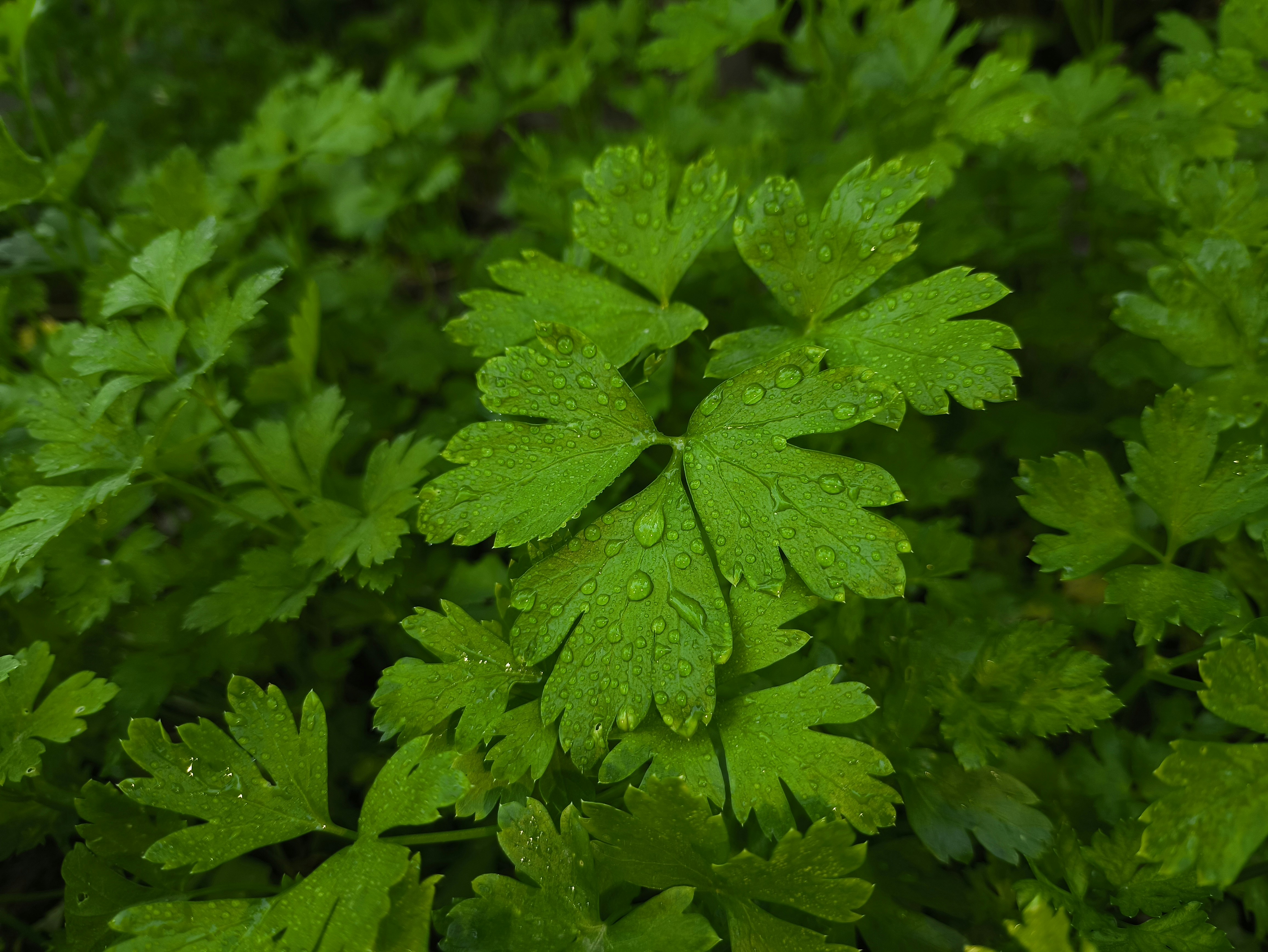 A close up of a green plant with leaves