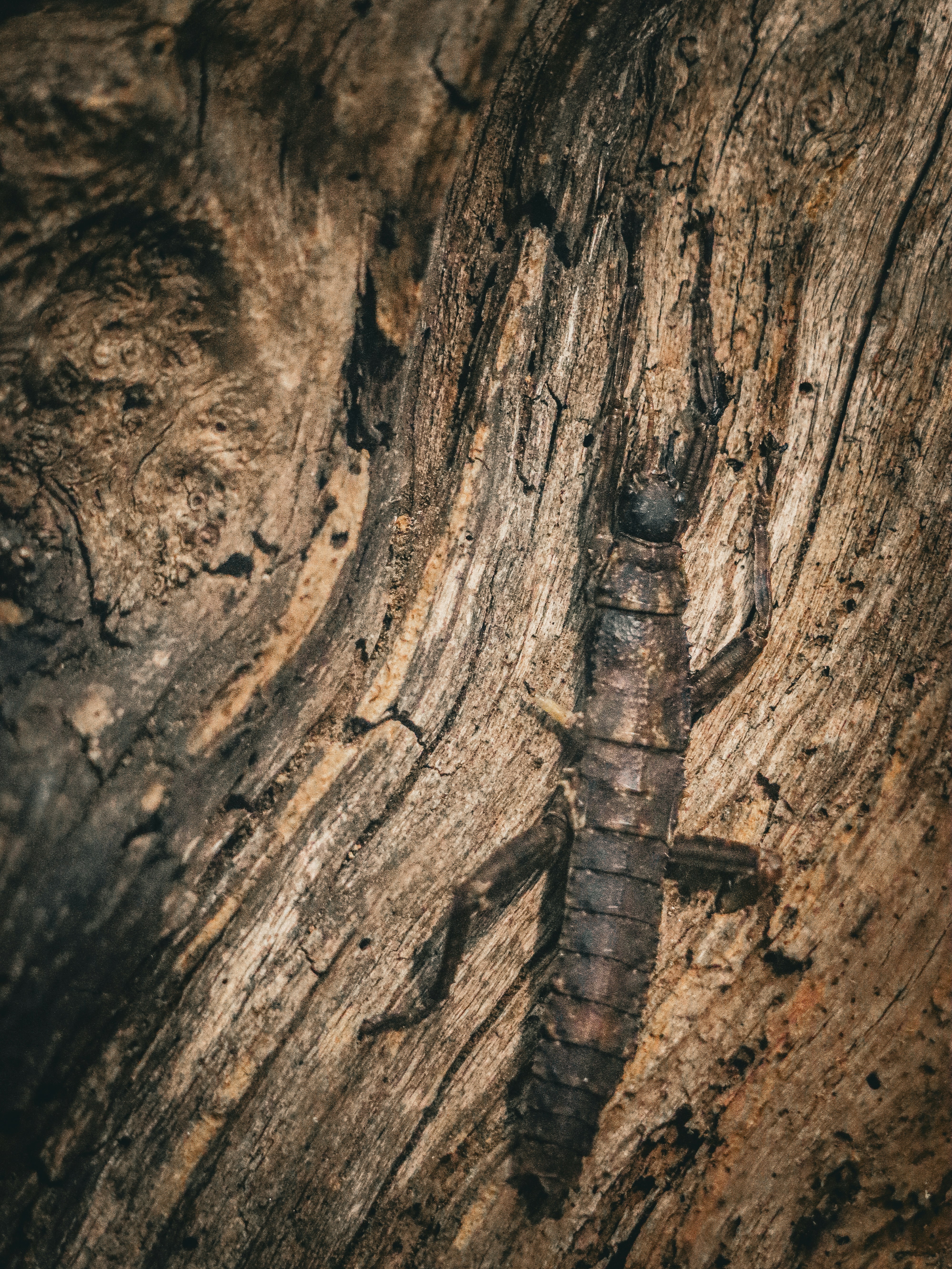Timeworn Bark, Segmented Sentinel: A Macro Close-Up of a Dark Insect on Wood