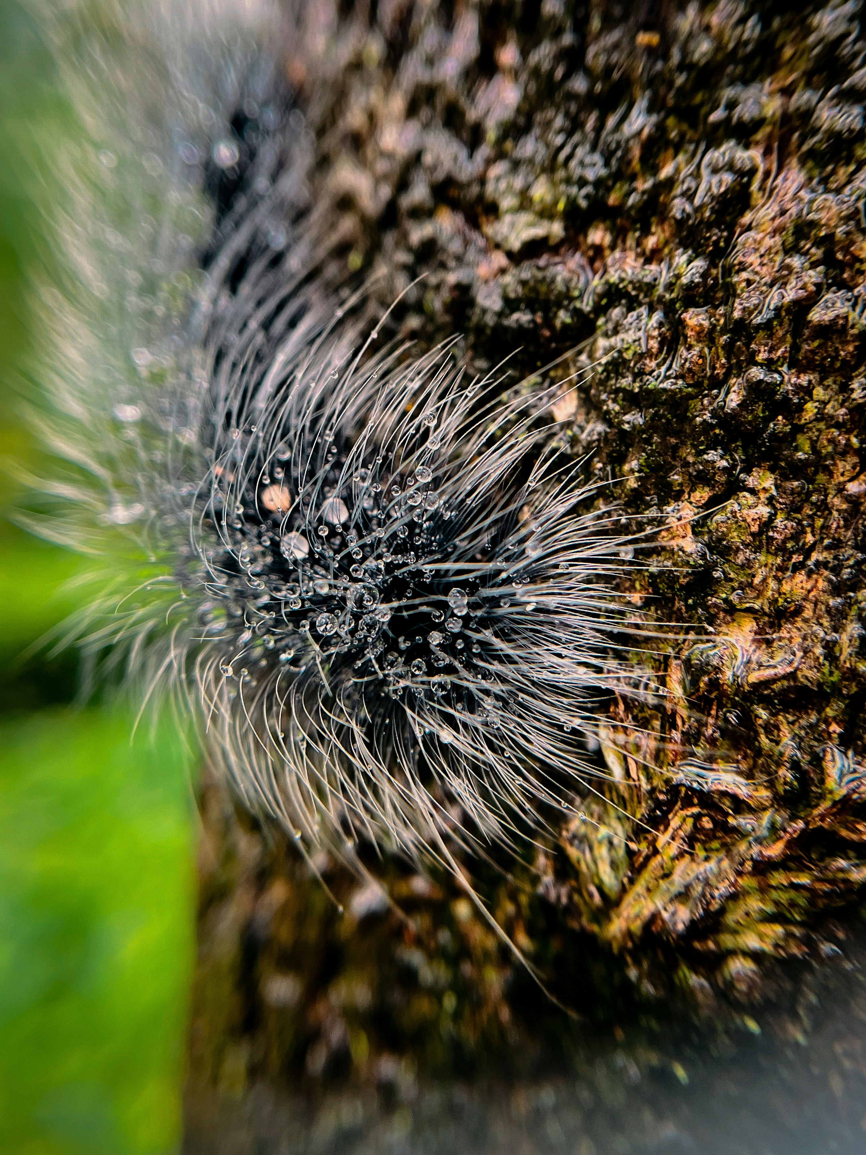 Dew-Threaded Bristle on Bark: A Micro Moment of Texture