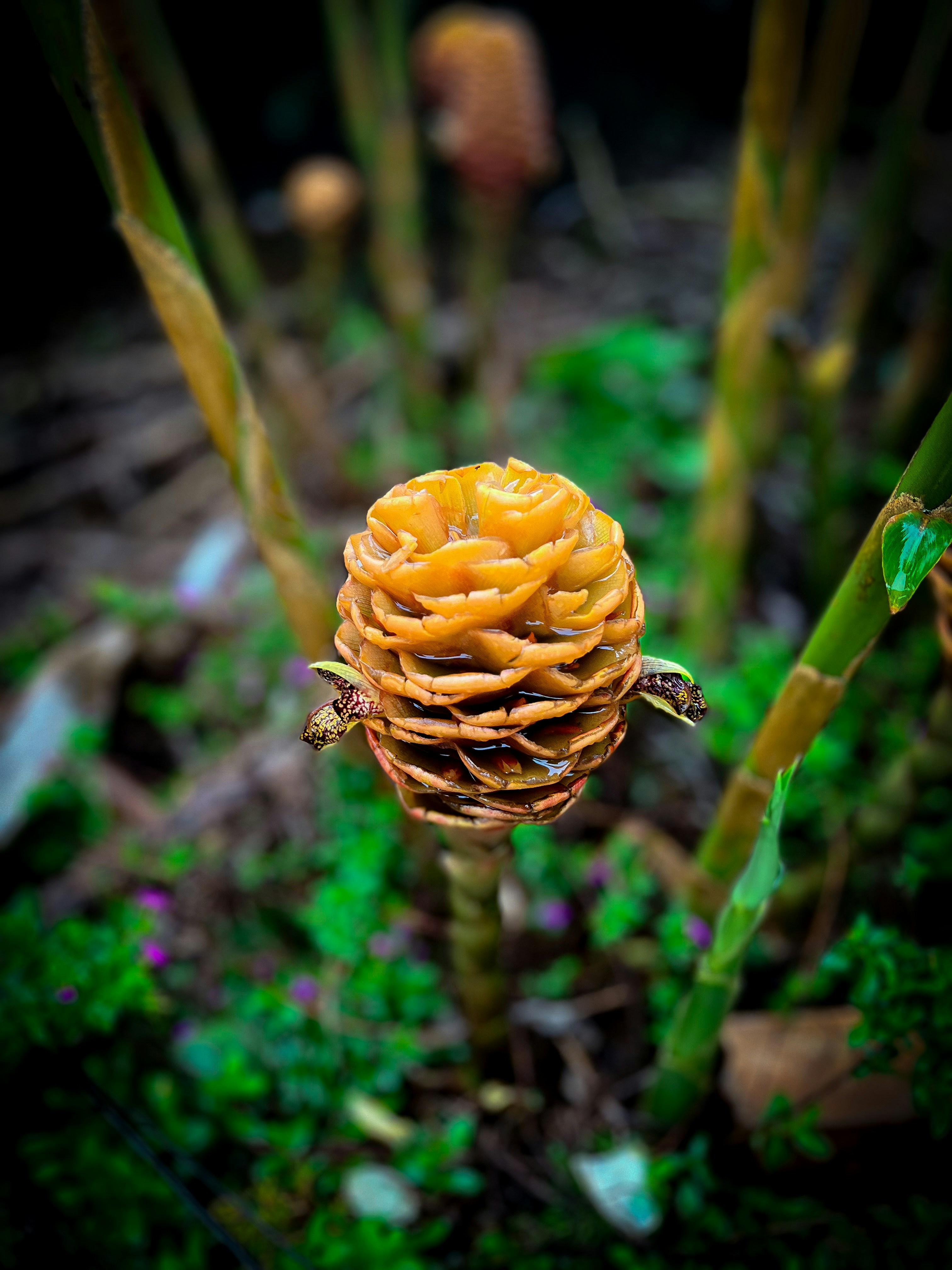 Macro Close-Up: Golden Pinecone Nestled Among Green Garden Stems