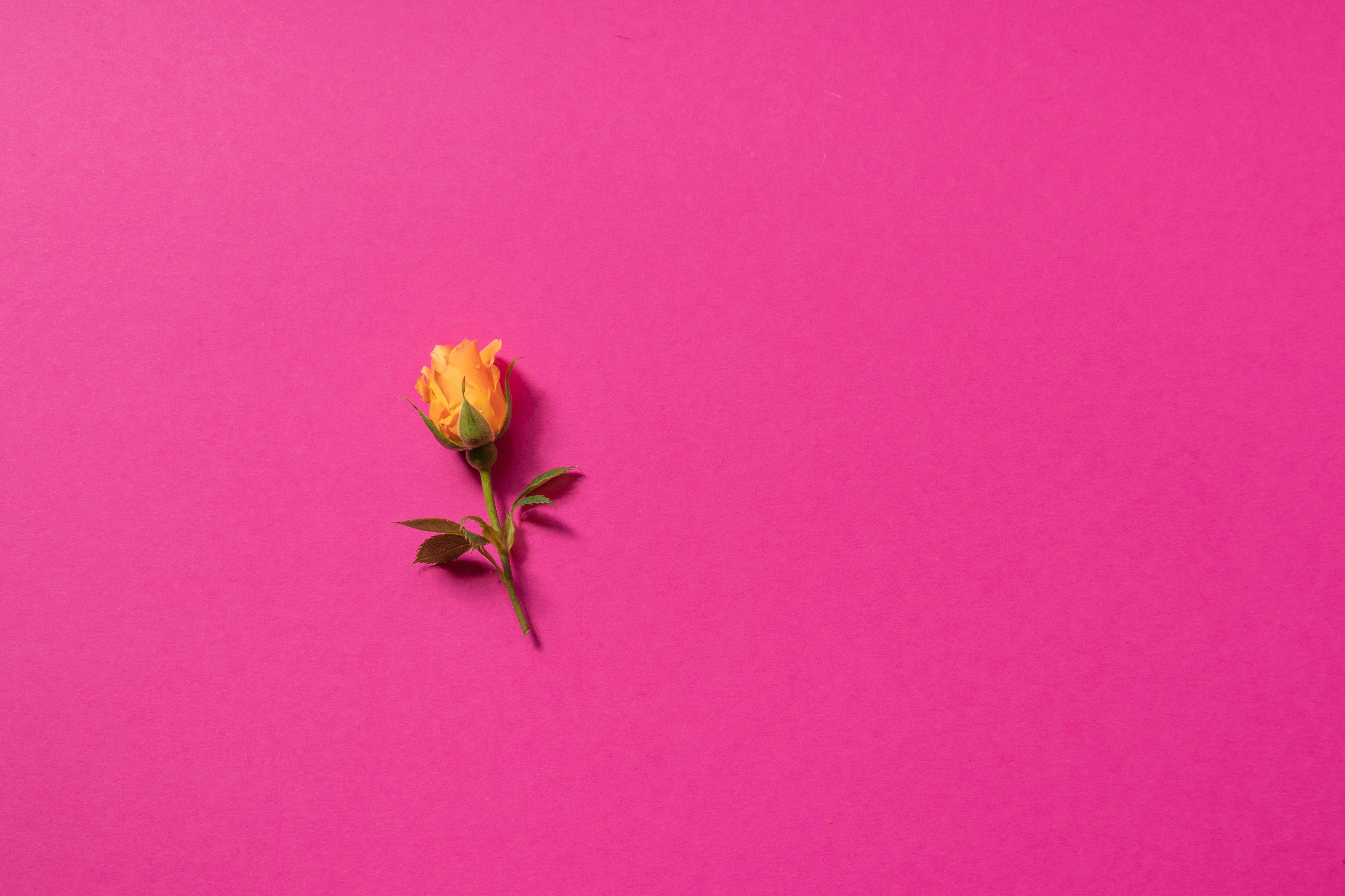 A single yellow rose on a pink background photo – Free Rose Image on ...