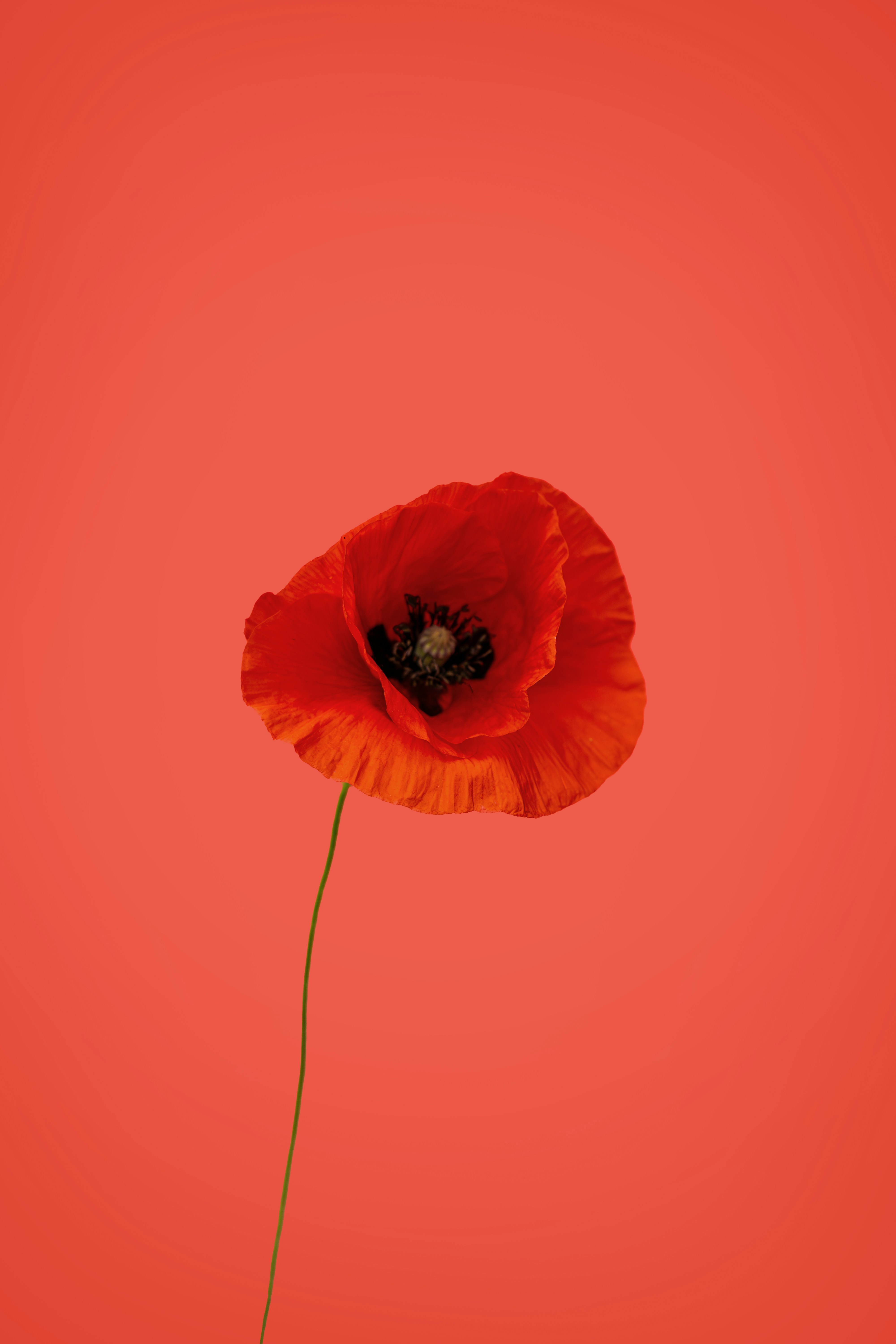 Une seule fleur rouge sur fond rouge photo – Image gratuite de Rouge ...