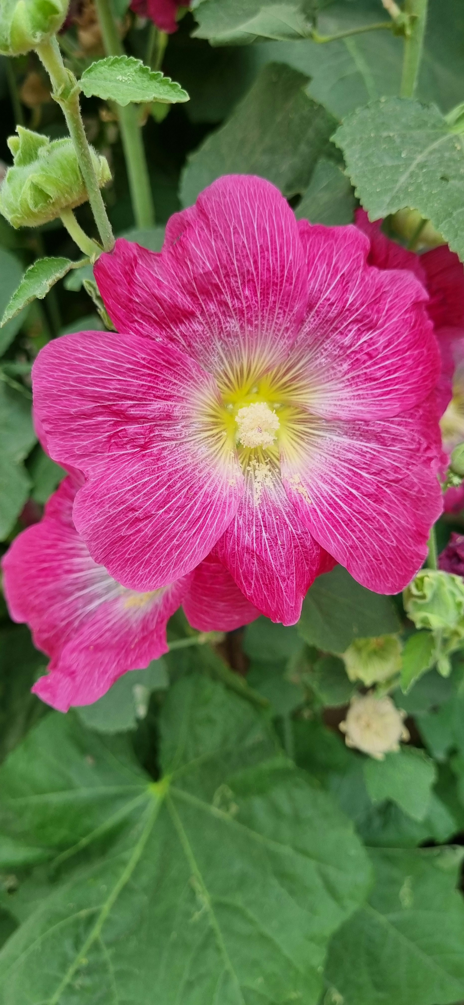 Magenta Bloom Close-Up: Veins Meet a Sunlit Yellow Core