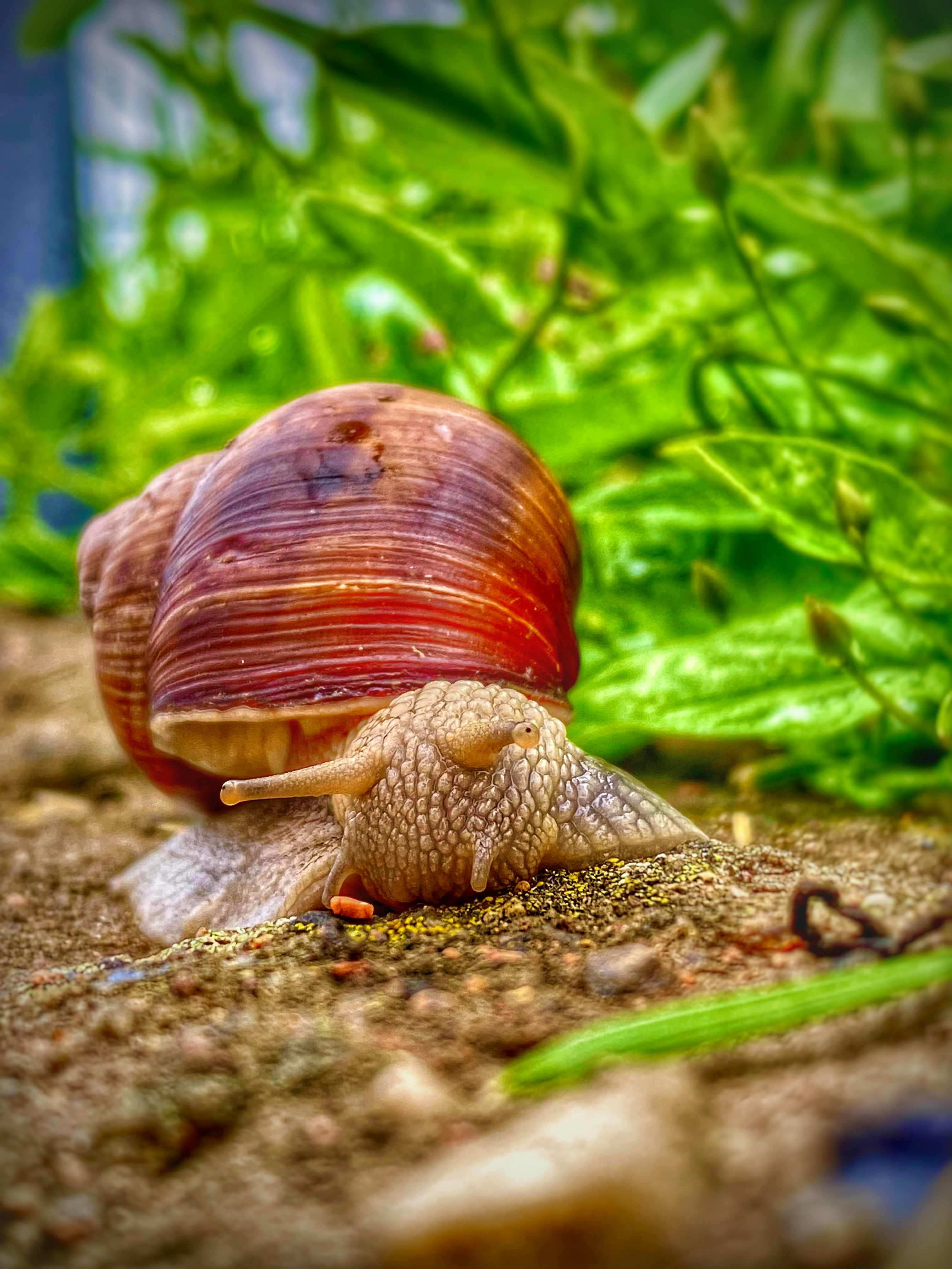 Close-Quarters Snail: A Velvet Shell on a Mossy Path