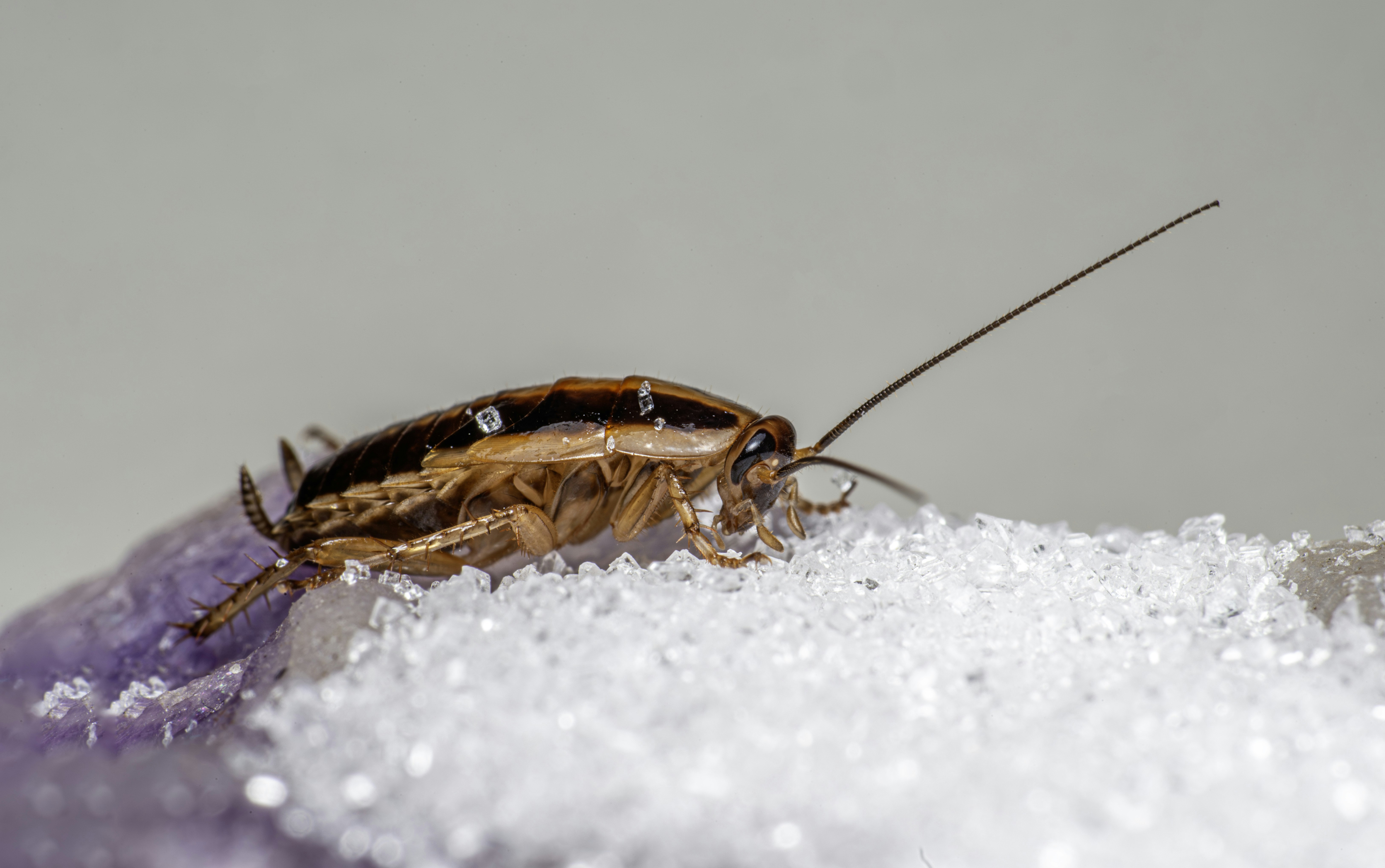 A close up of a cockroach on a purple object photo – Free Brown Image ...