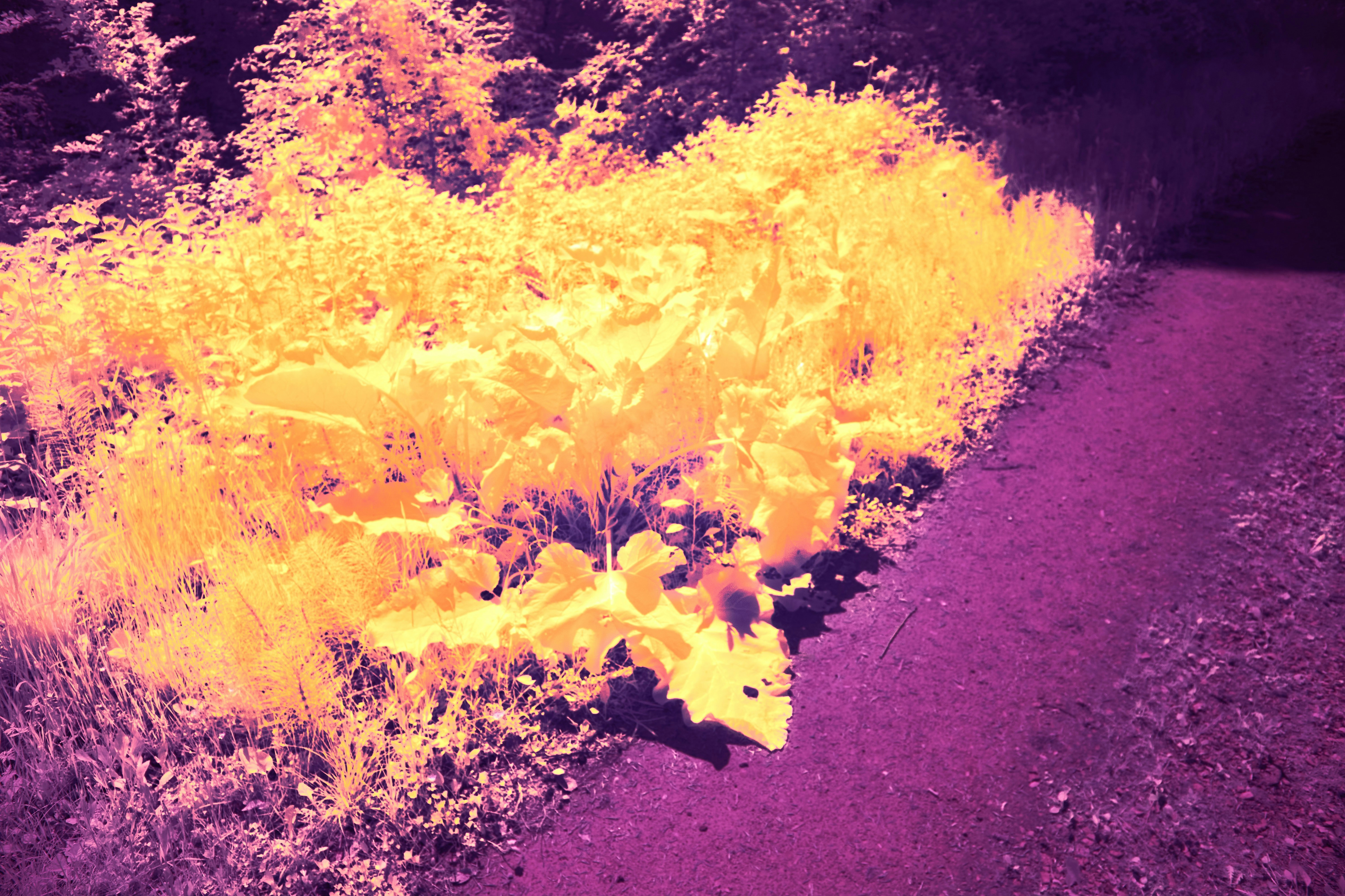 Orange Bloom Border Along a Violet-Tinted Path