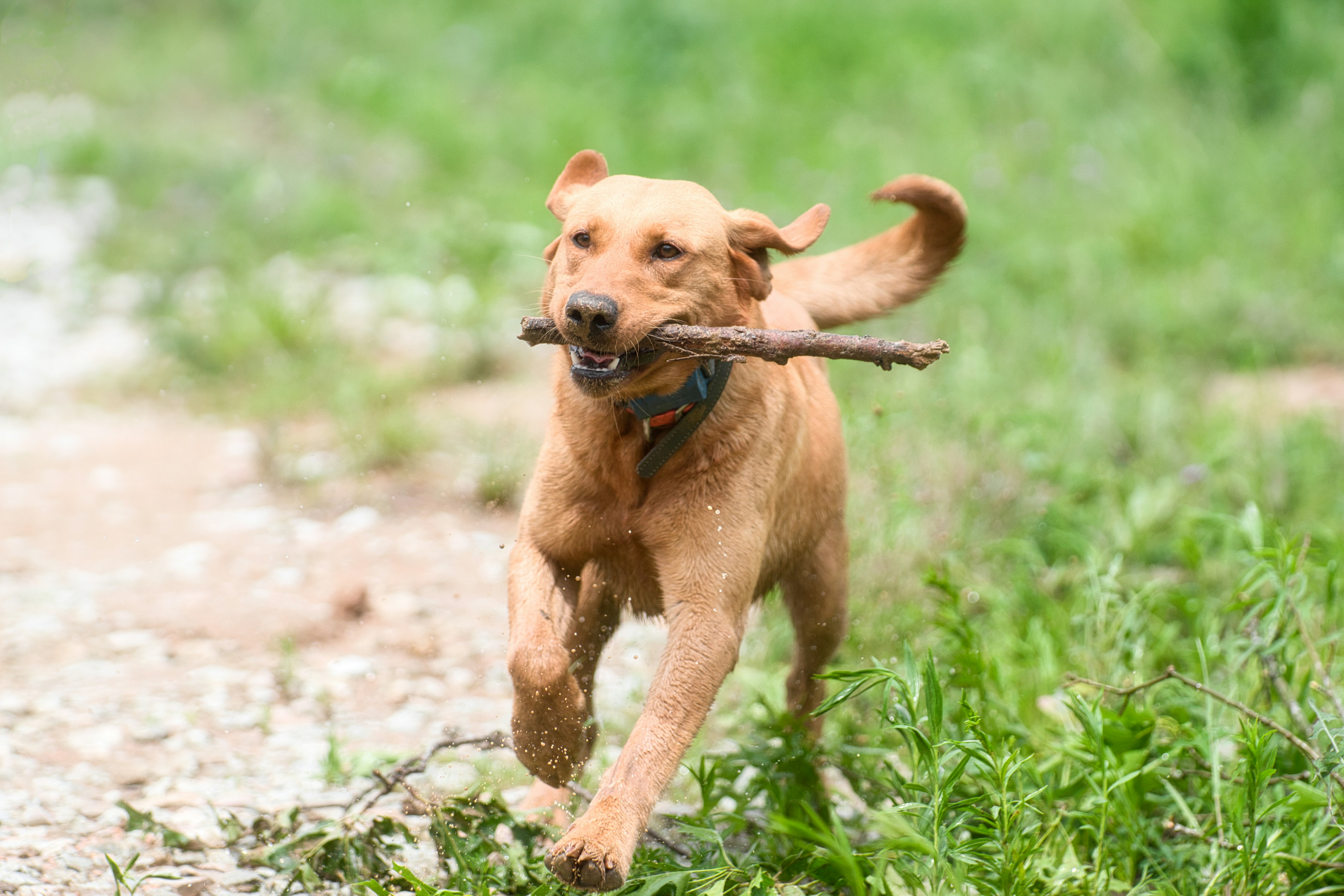 A dog running with a stick in its mouth photo – Free Oklahoma Image on ...