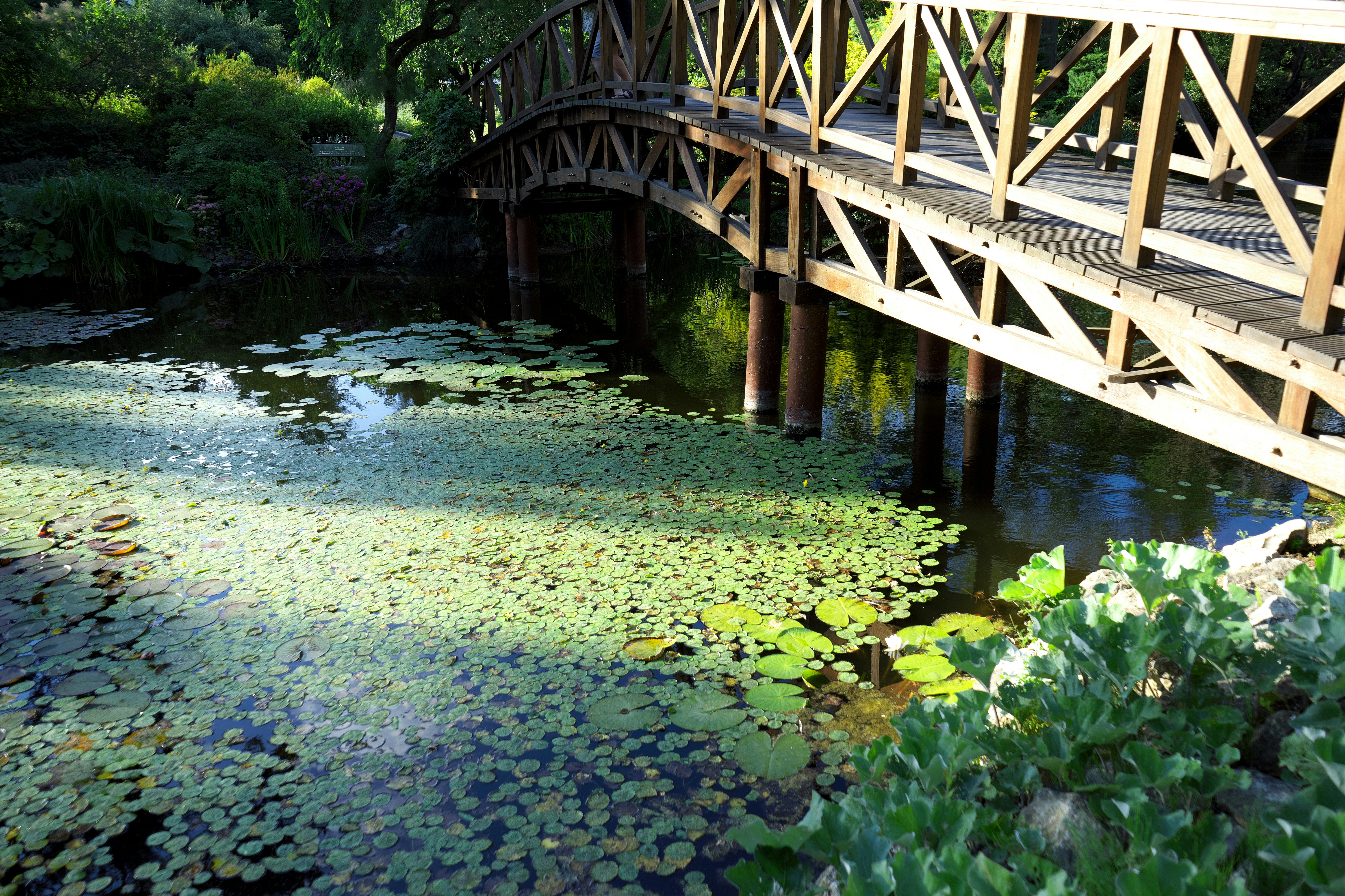 Sunlit Crossing: A Wooden Bridge Framing a Lily-Pad Haven