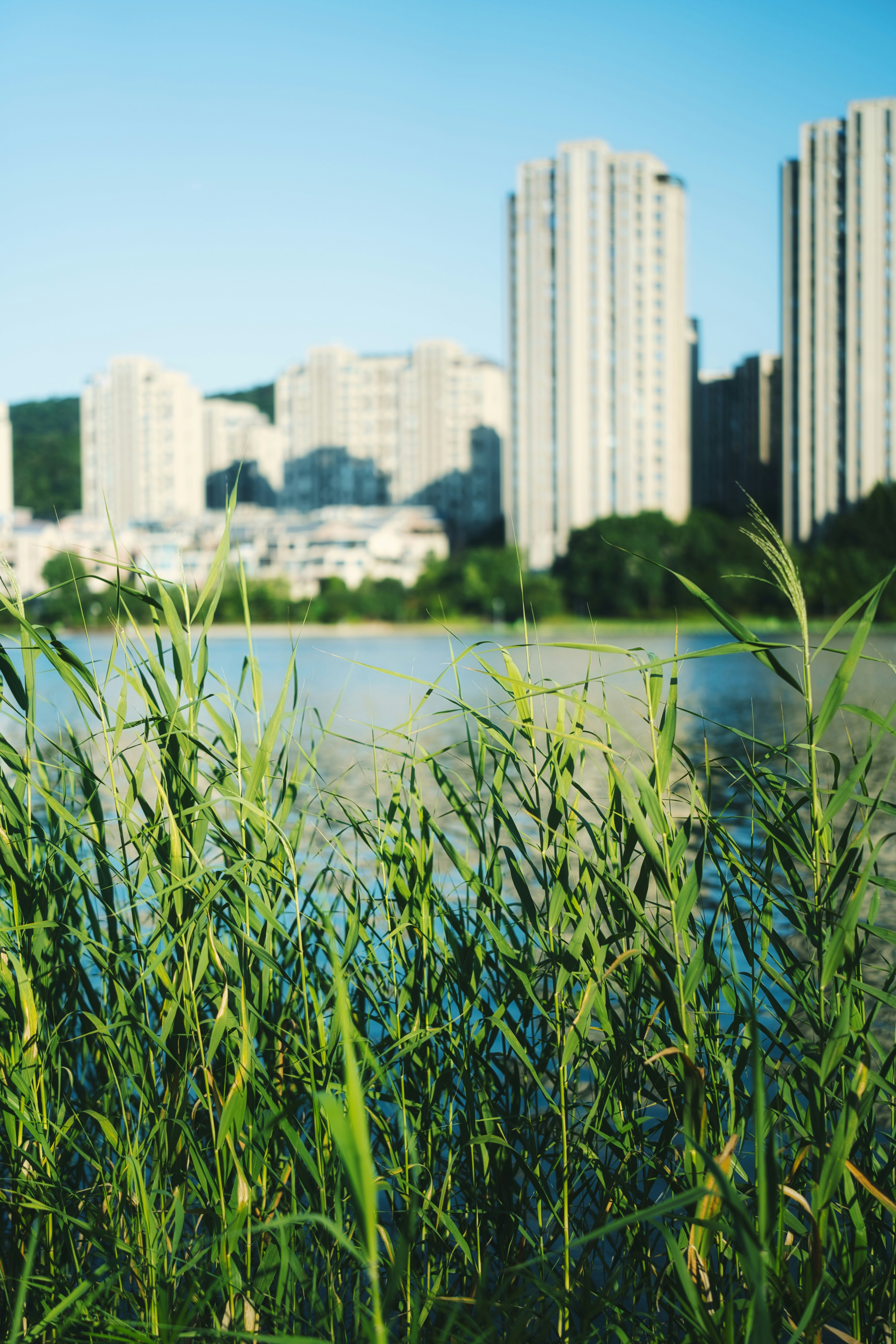 Riverside Reeds Framing a Quiet Cityfront