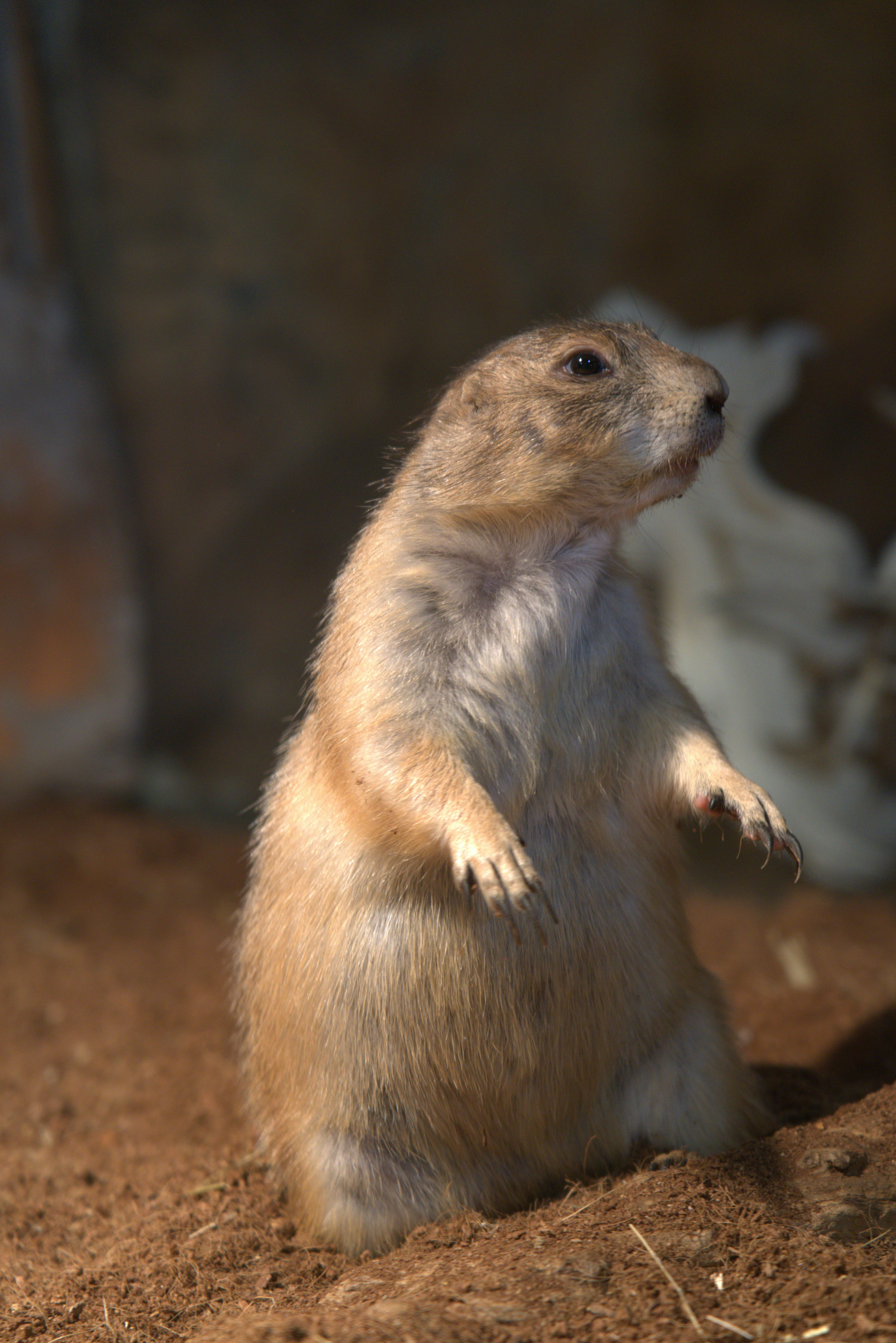 A small brown animal standing on its hind legs photo – Free Brown Image ...
