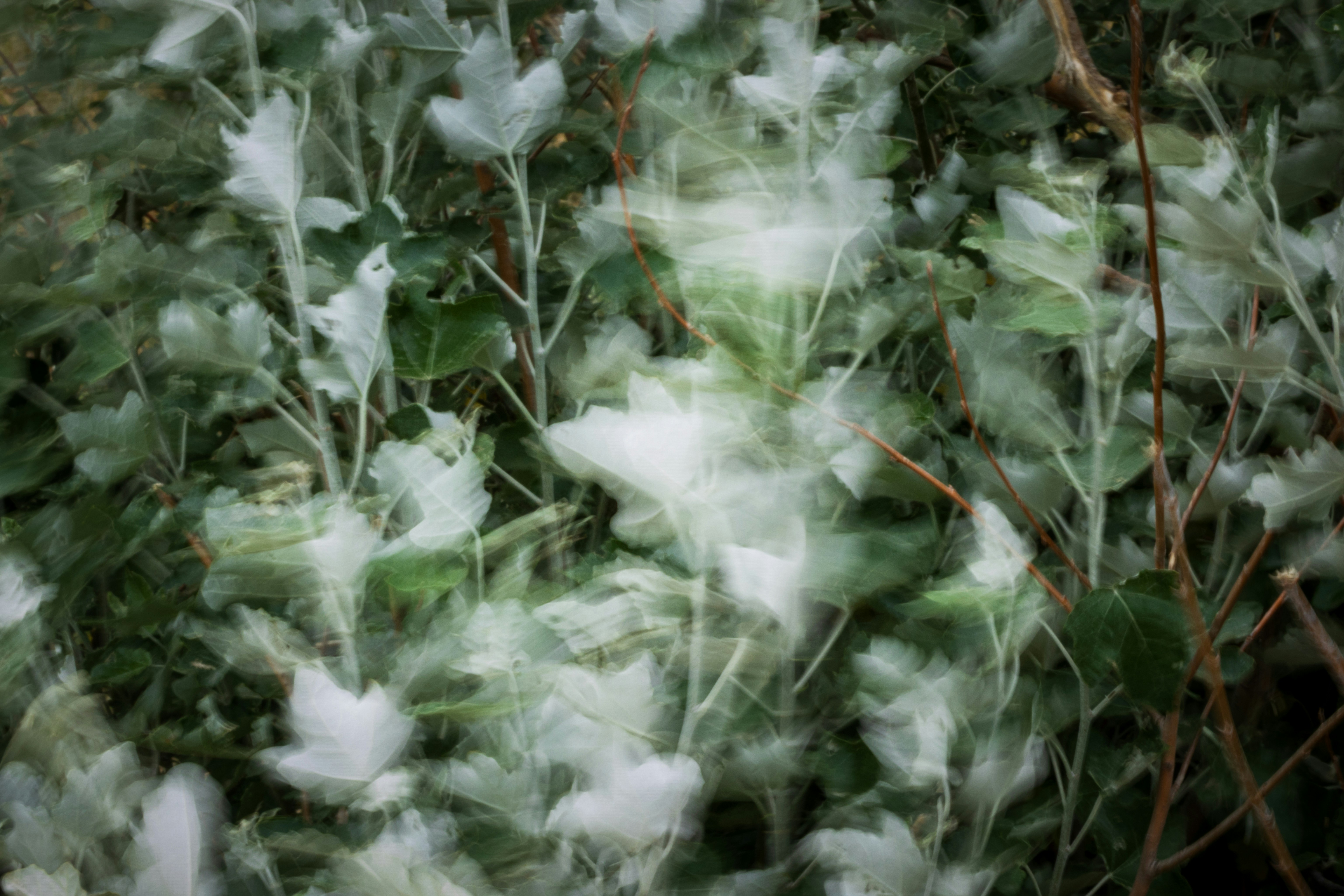 Green Veil in Motion: Abstract Blur of Foliage