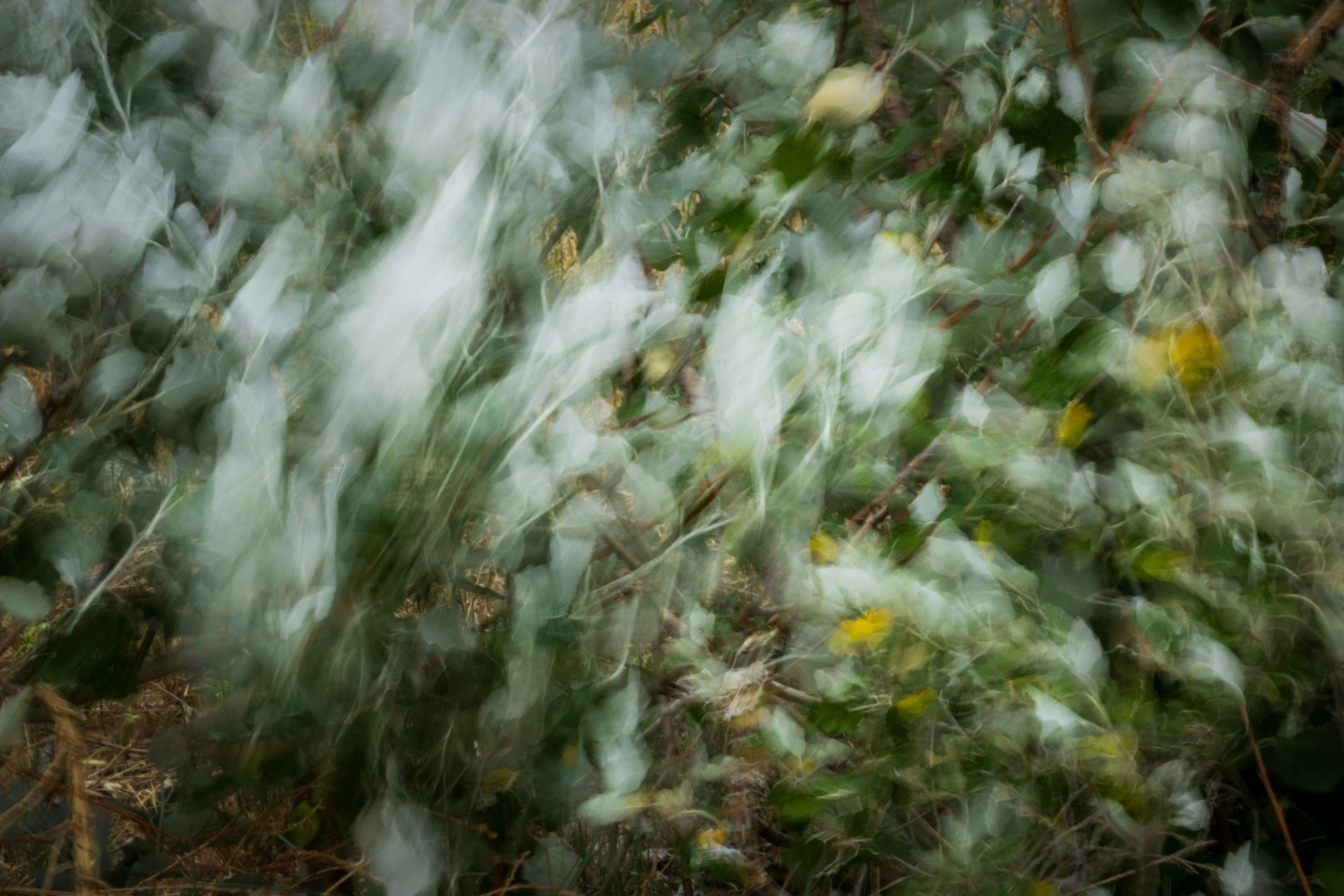 Whispers in Motion: Wind-Swept Greenery with Sunlit Yellow Accents