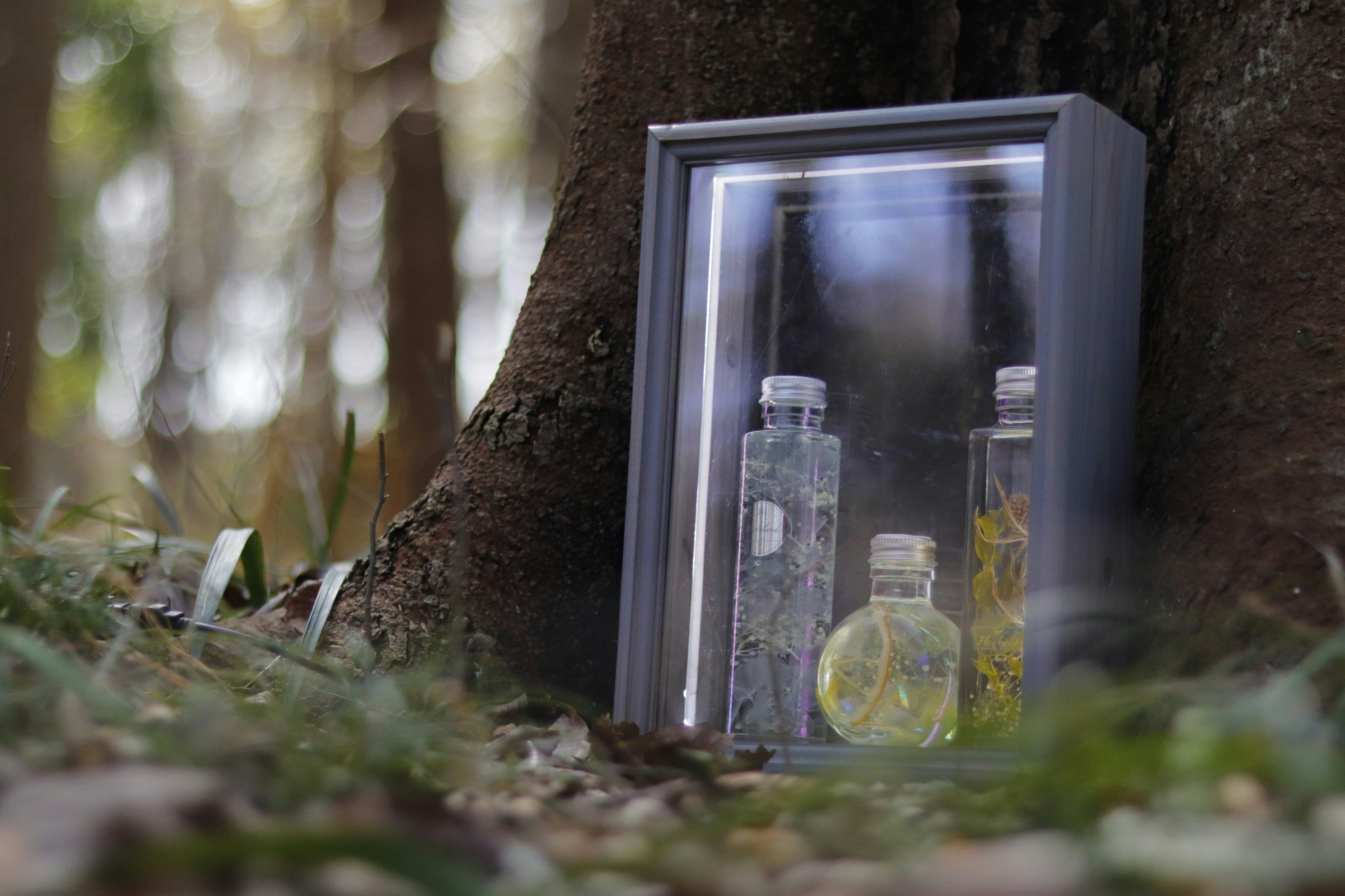 Frame of Echoes: Bottled Light in a Forest Glade