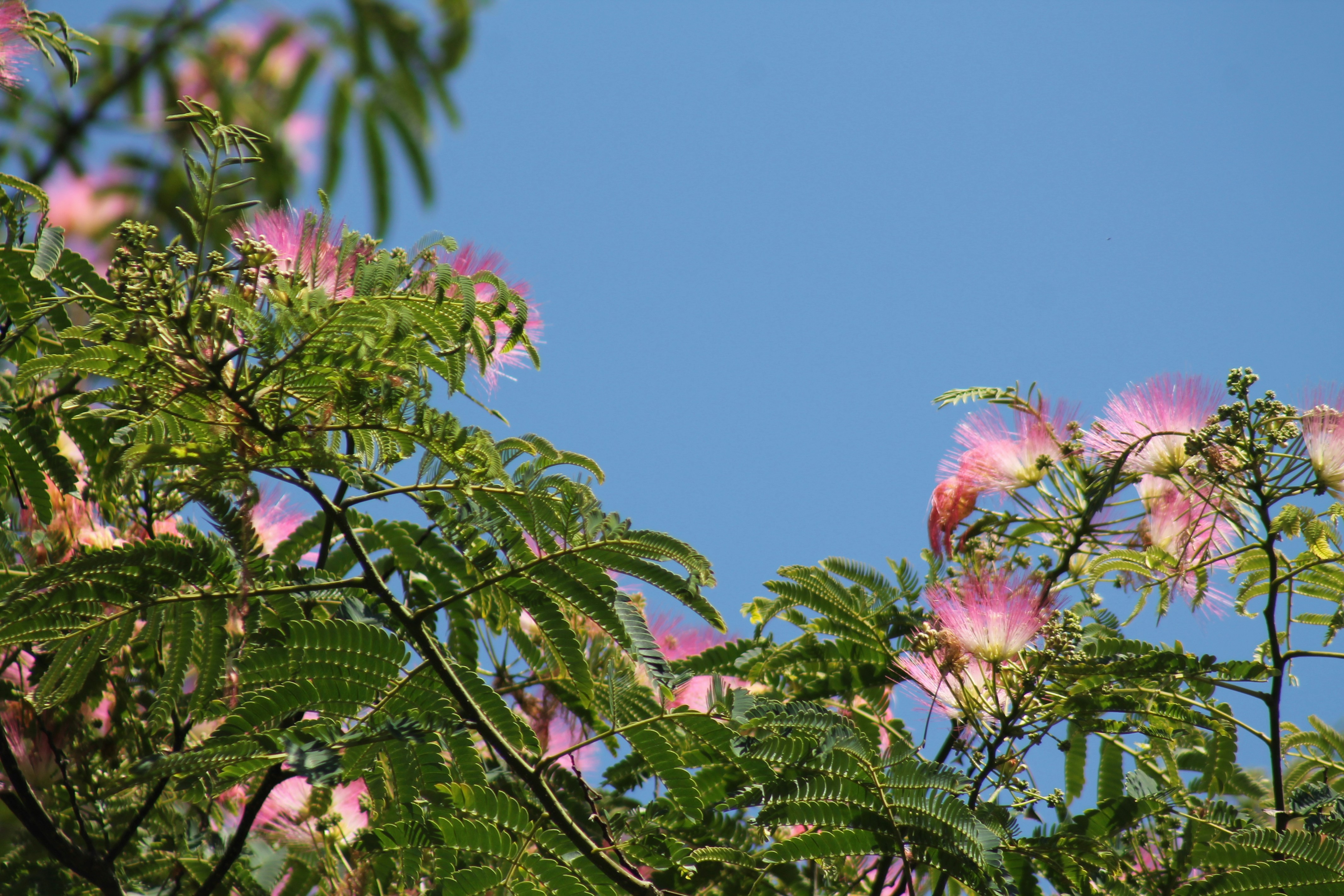 We are all leaves on the tree of life. We are integral to one another. All of whom are pieces to the puzzle. We all form the living, breathing, eternal artistic expression. Dancing with the bees and flowers. The golden yellow sunlight. Nature in all her aesthetic joyfulness. Early morning movement with life. The sun shines her radiance. Ubuntu - a concept in which your sense of self is shaped by your relationships with other people. It’s a way of living that begins with the premise that “I am” because “we are.”