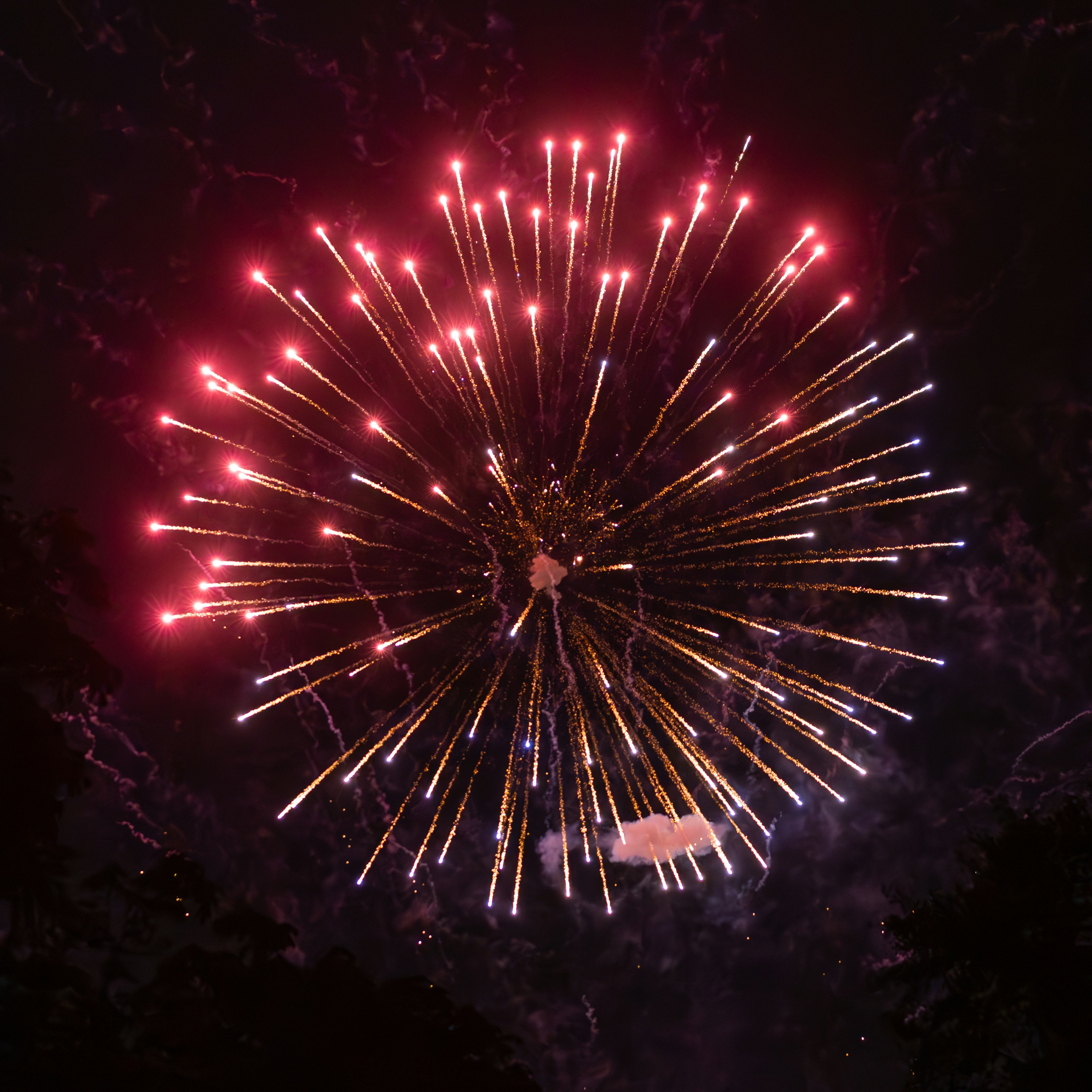 Radial Firework Bloom Over Midnight Forest