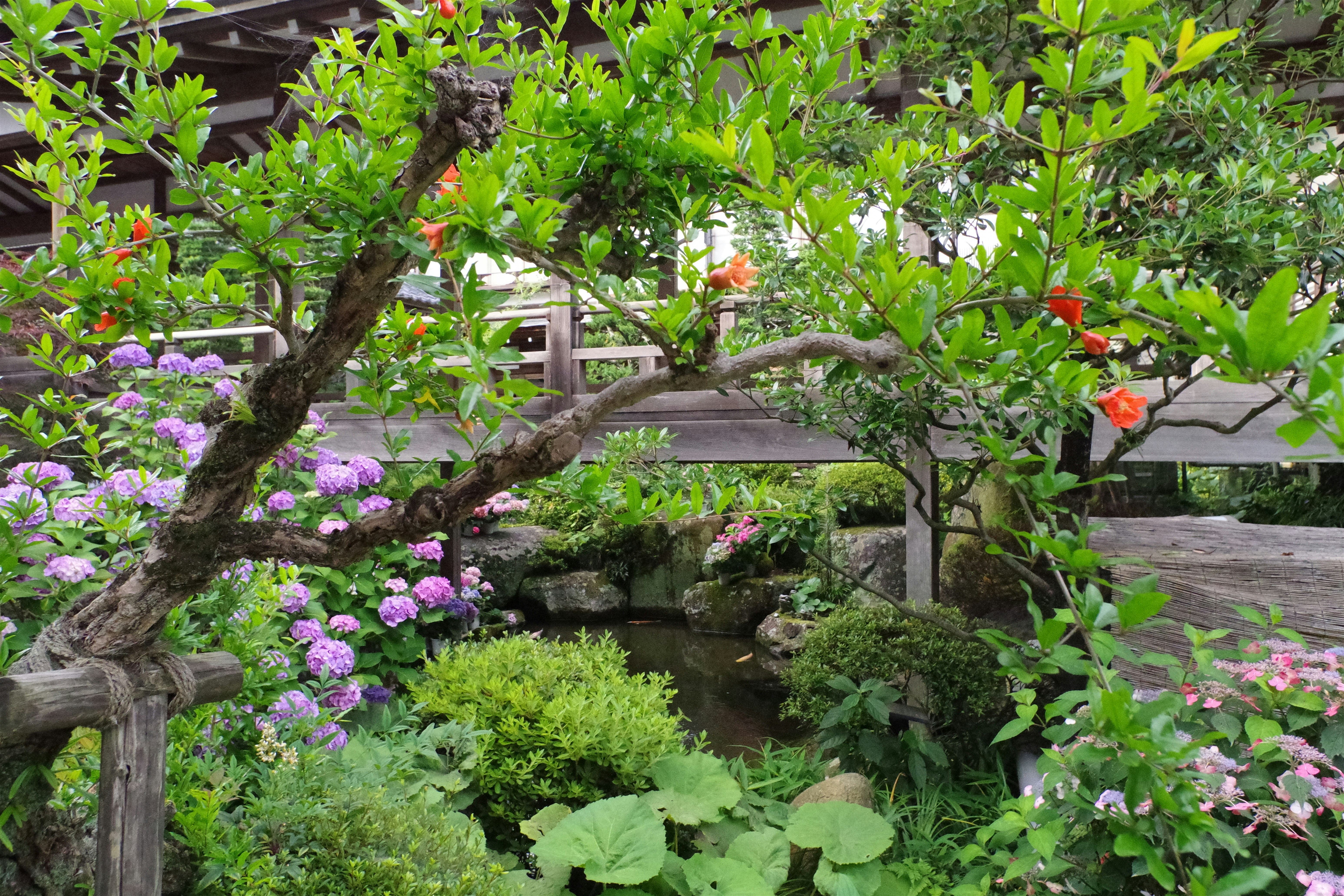 雨引山 楽法寺（雨引観音）紫陽花階段 雨引山 楽法寺（雨引観音） 雨引山 楽法寺（雨引観音）楽法寺は、茨城県桜川市本木にある真言宗豊山派の寺院である。山号を雨引山と称し、本尊は観世音菩薩。坂東三十三観音第24番札所、東国花の寺百ヶ寺茨城6番札所であり、雨引観音とも称される。 本尊真言：おん あろりきゃ そわか ご詠歌：へだてなき誓をたれも仰ぐべし 佛の道に雨引の寺 Rakuho-ji Temple is a temple of the Bunzan school of the Shingon sect in Hongi, Sakuragawa City, Ibaraki Prefecture. The mountain prefix is called Mt. Amehiki, and the principal image is Kanzeon Bosatsu. It is the 24th Fudasho of Bando Sanjusan Kannon and the 6th Fudasho in Ibaraki, Hyakugadera, Beautiful green and flower garden、新緑と美しい花が織りなす絶景 A superb view of fresh greenery and beautiful flowers