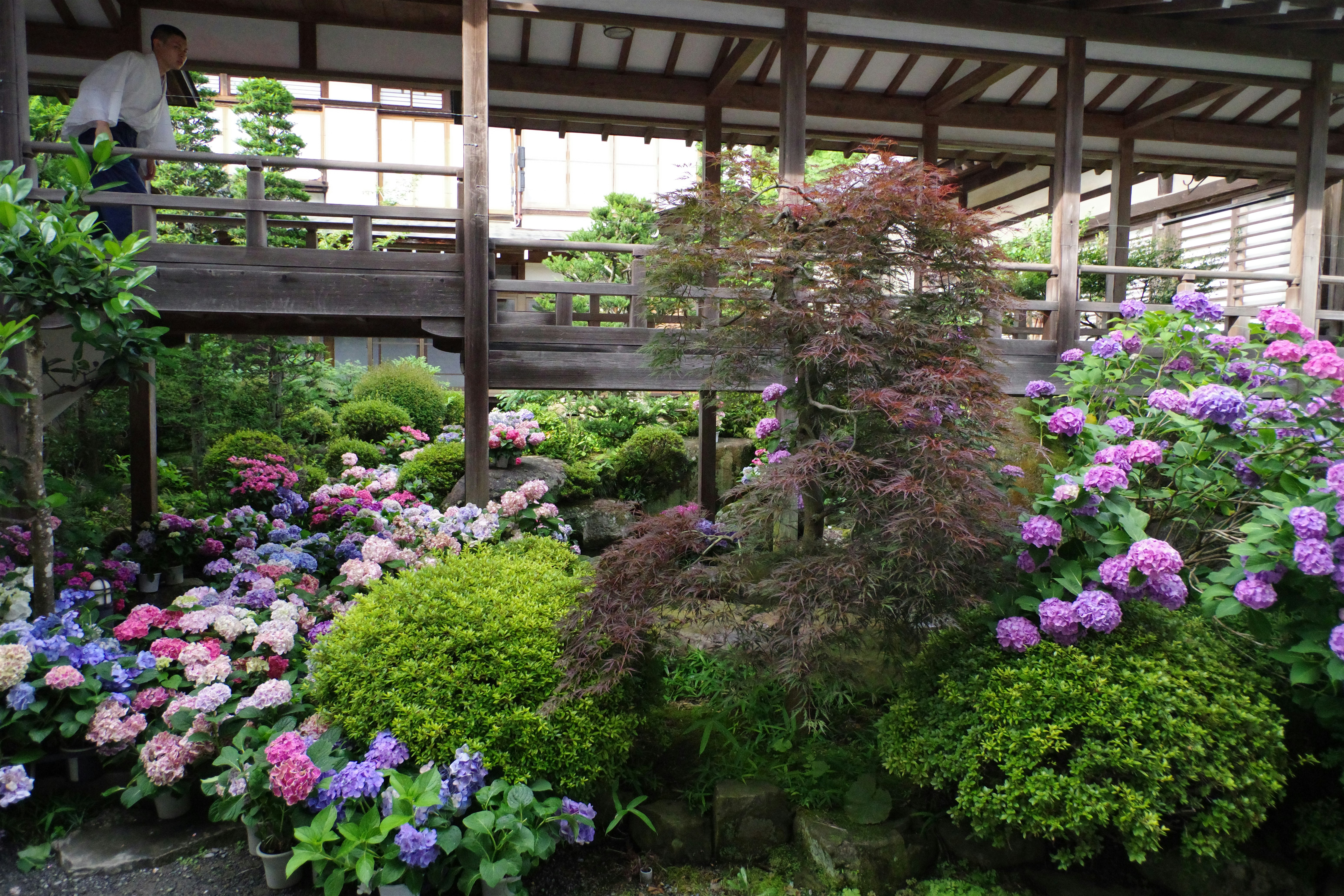 Hydrangea Terrace Under the Wooden Veranda