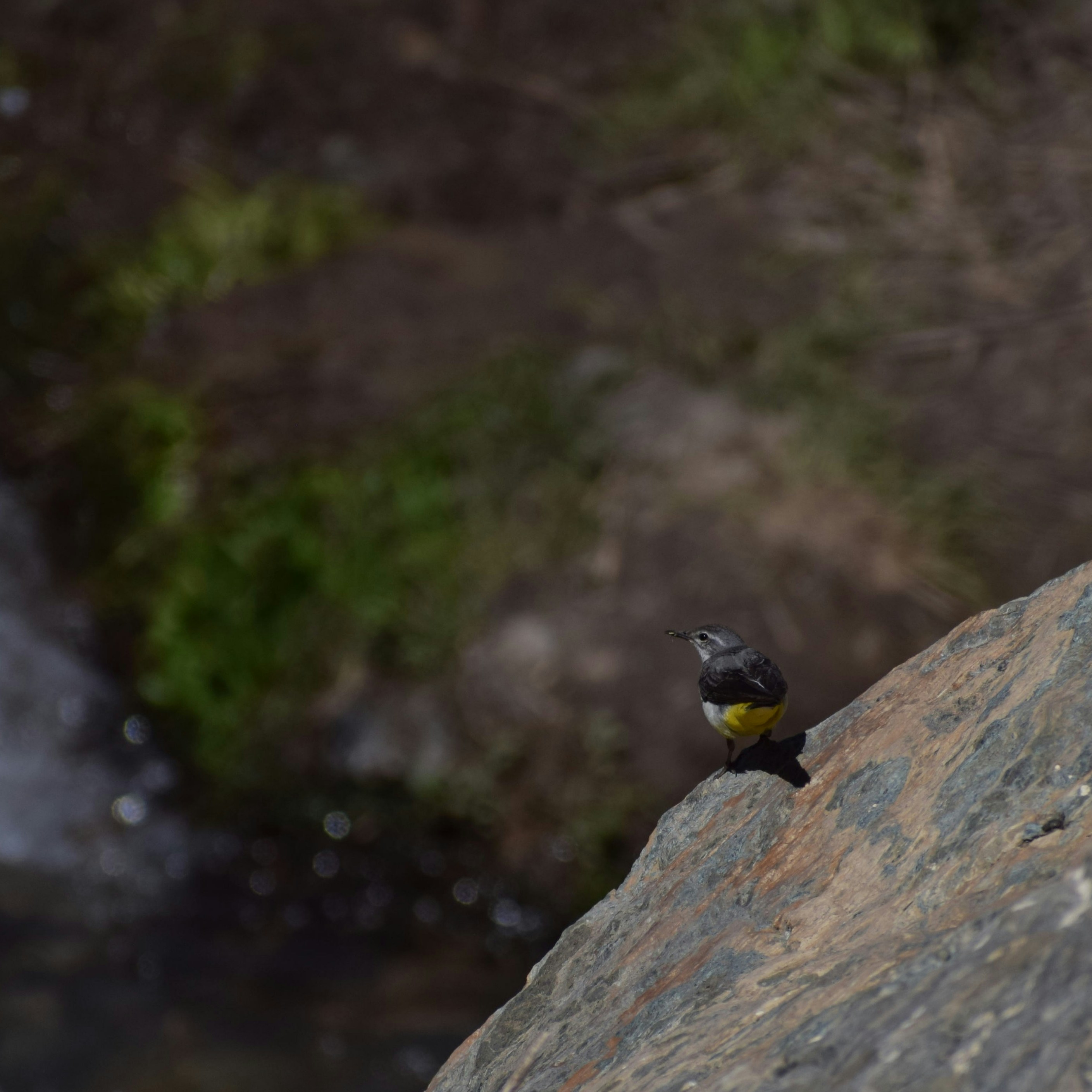 Edge of Light: yellow-bellied songbird on a sunlit rock beside a shadowed pool