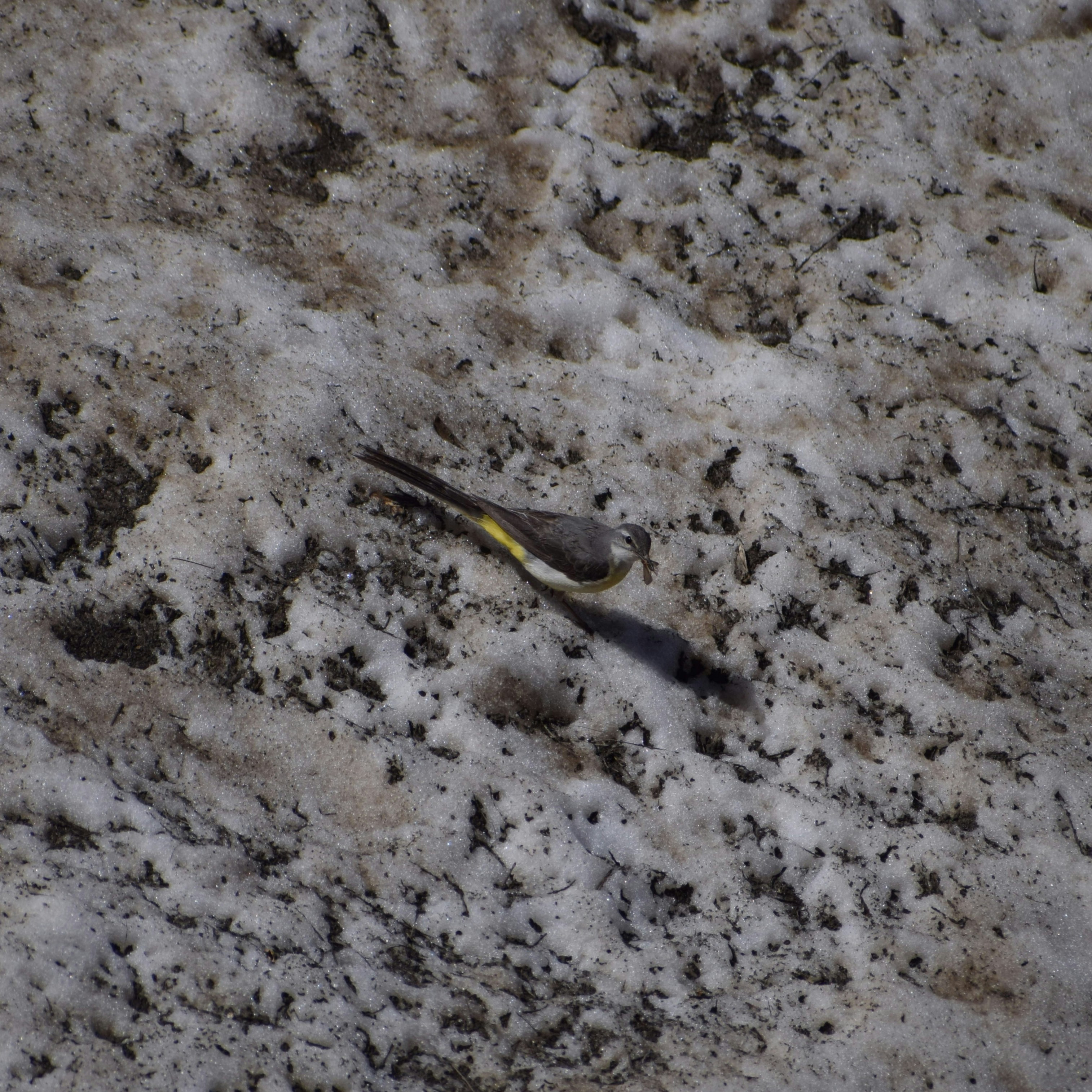 A pair of skis laying on the ground in the snow