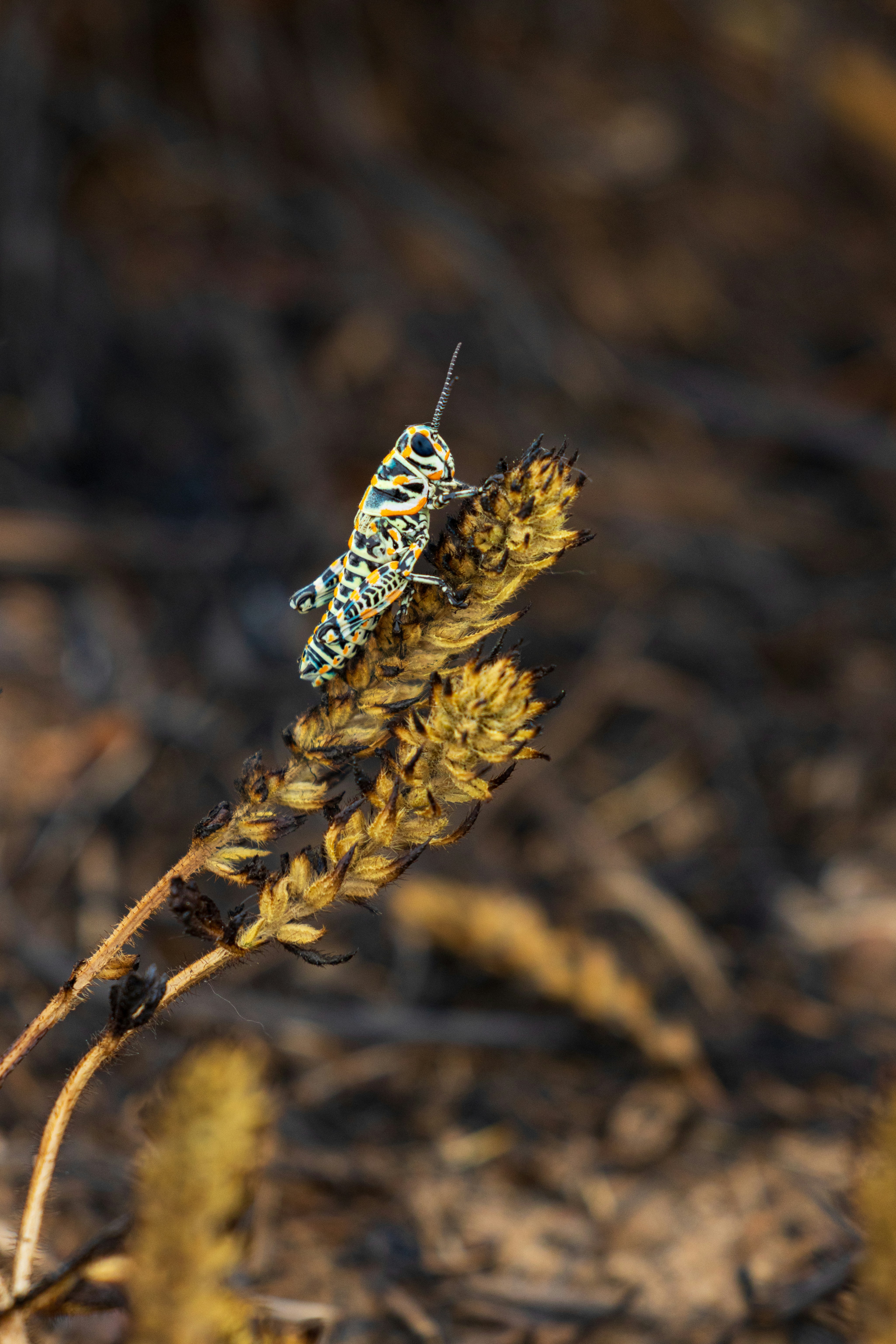 A blue and black insect sitting on a plant photo – Free Colorado Image ...