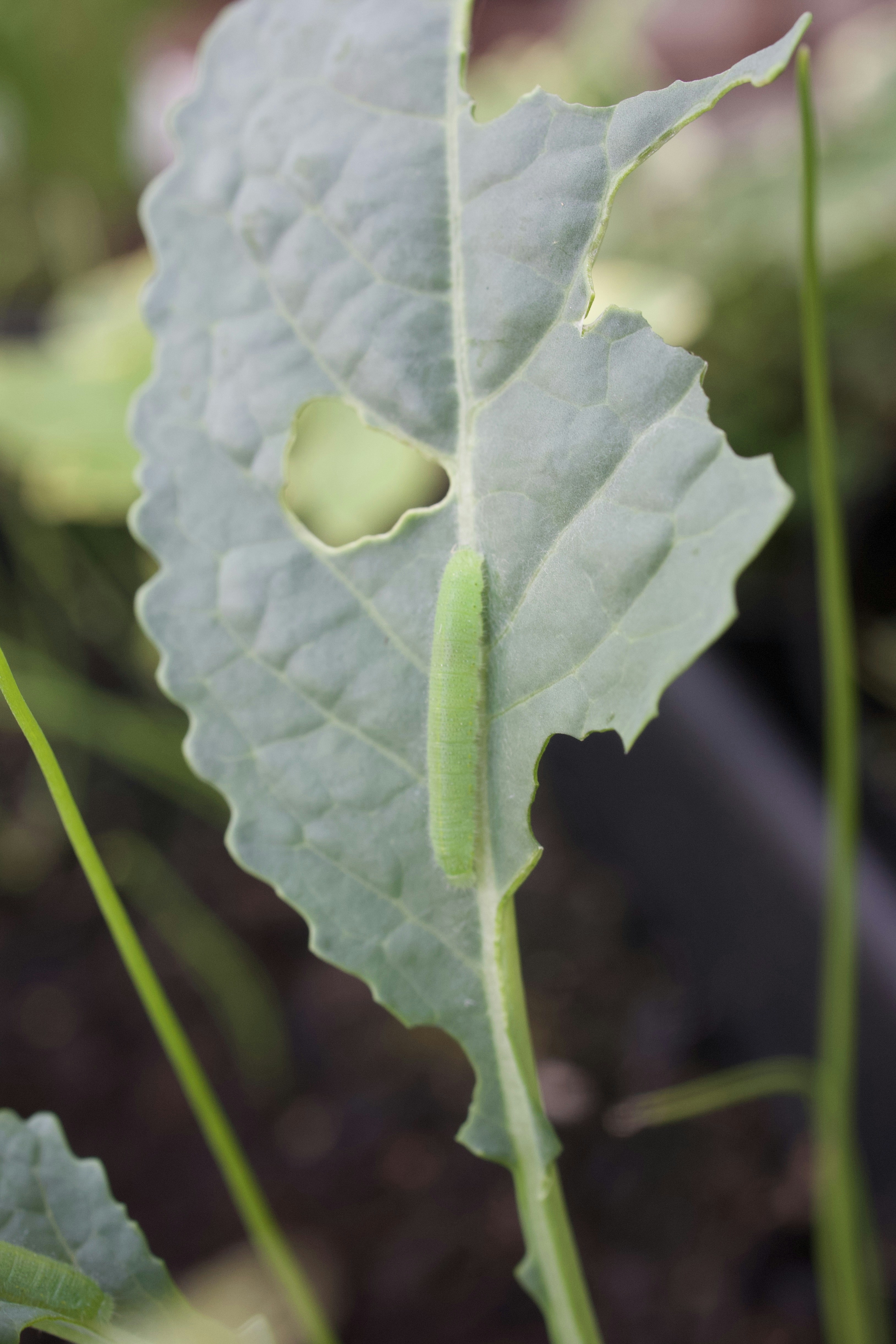 Midrib Wanderer: a lime-green caterpillar traces a velvety leaf's center