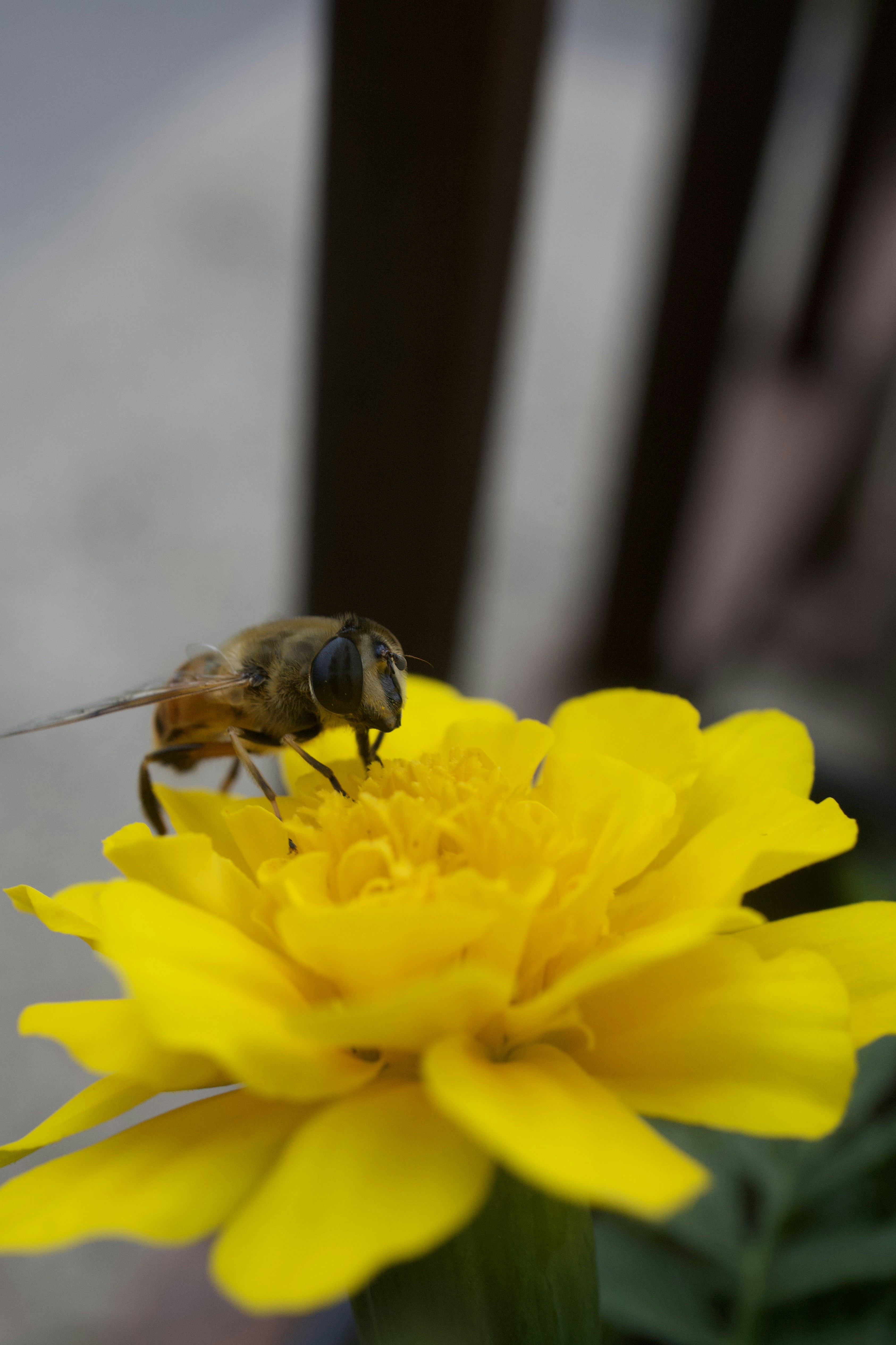 Nectar Pursuit on a Golden Marigold