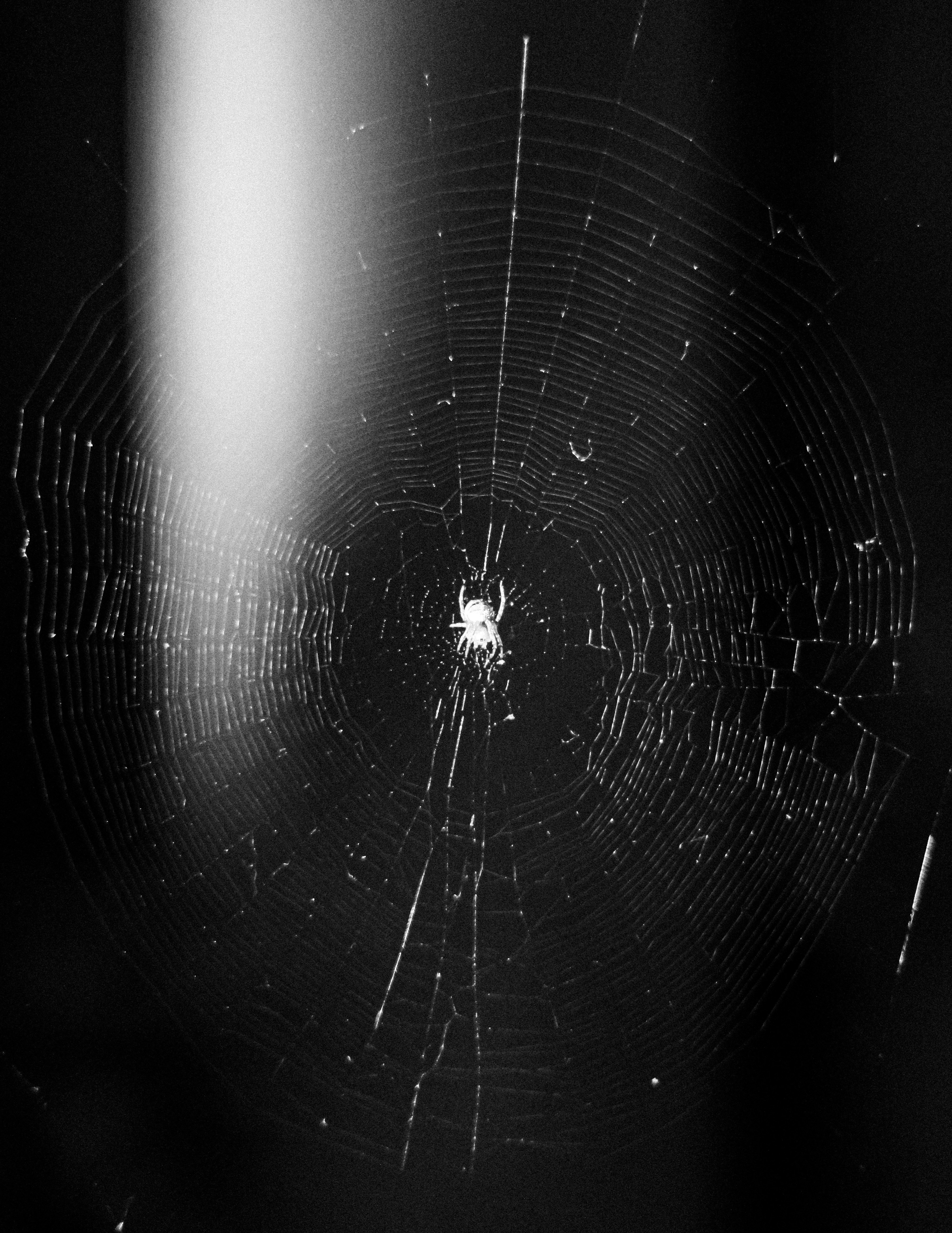 A black and white photo of a spider web photo – Free Grey Image on Unsplash