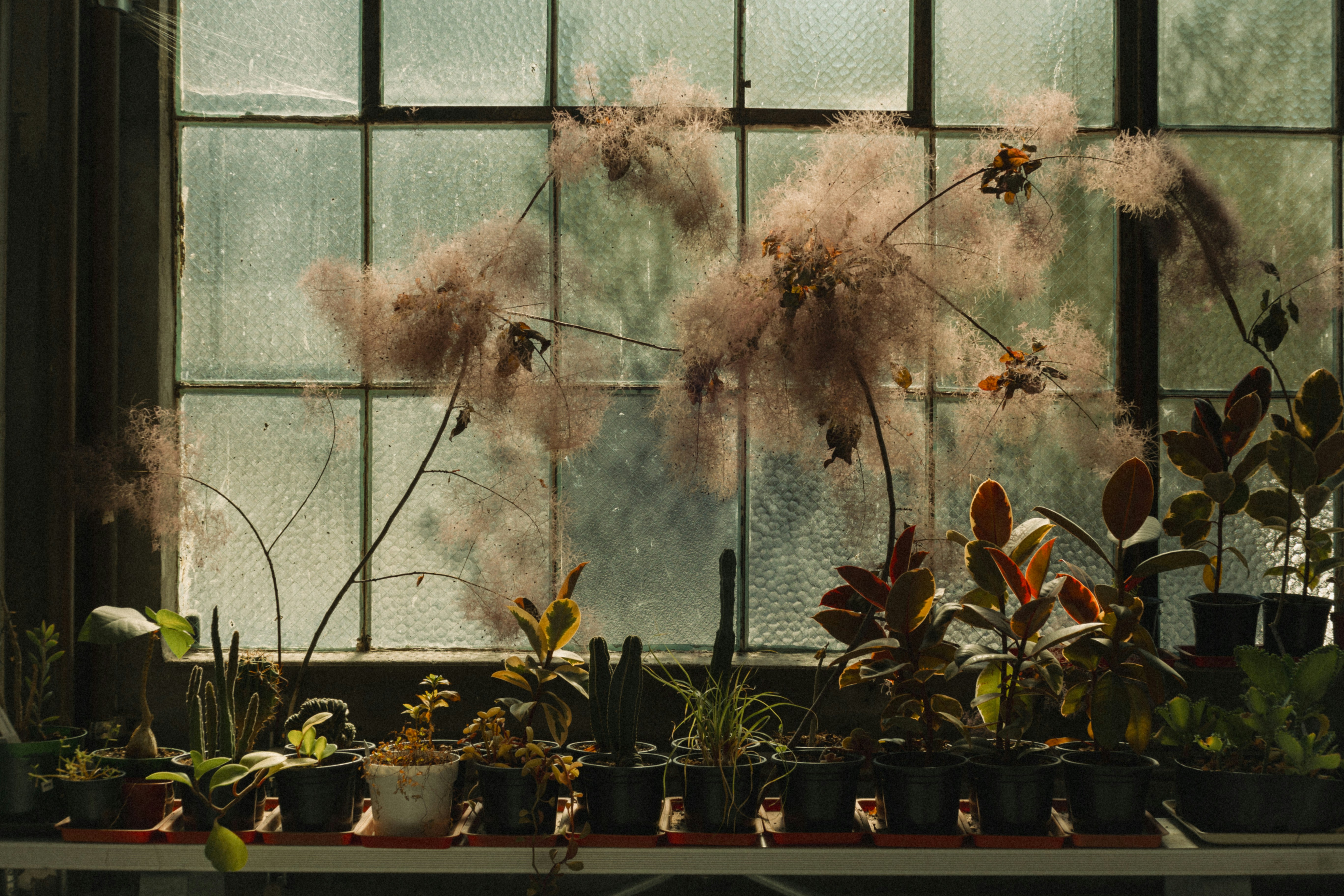 A window filled with lots of potted plants