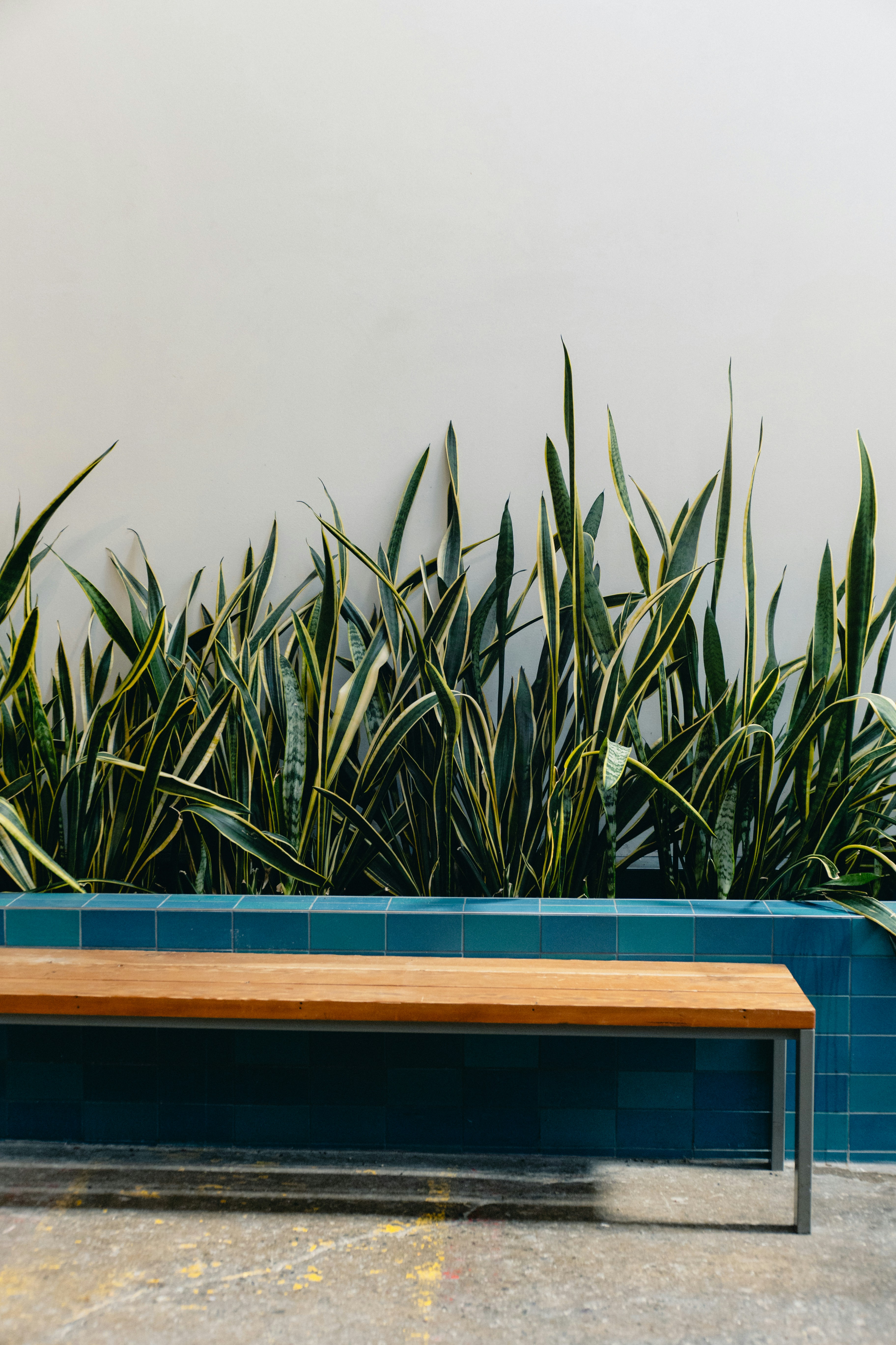 Verdant Edge: Succulent Leaves Over a Minimalist Blue Tile Backdrop