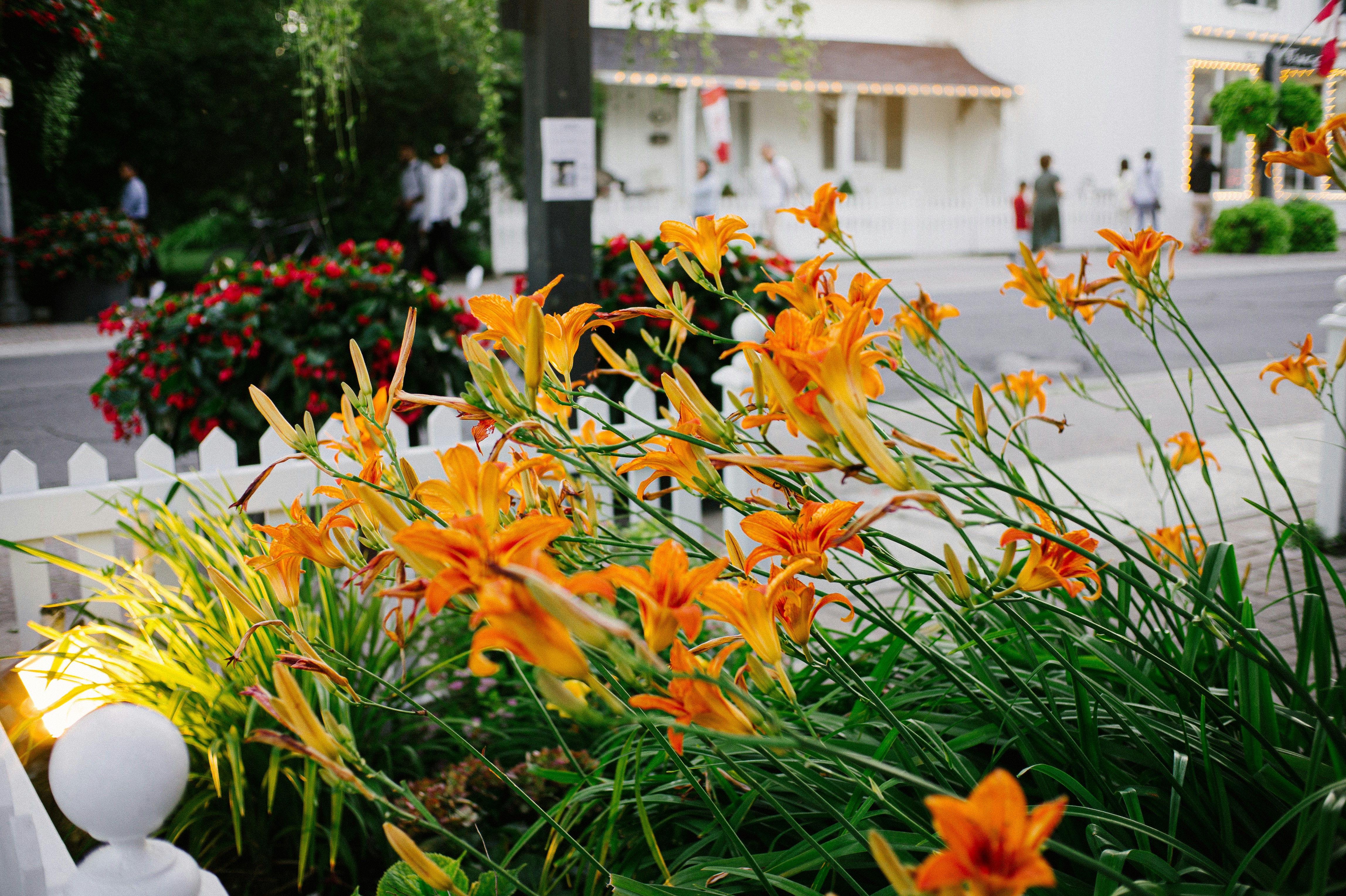 Sunlit Orange Lilies Framing a Quiet Urban Walkway