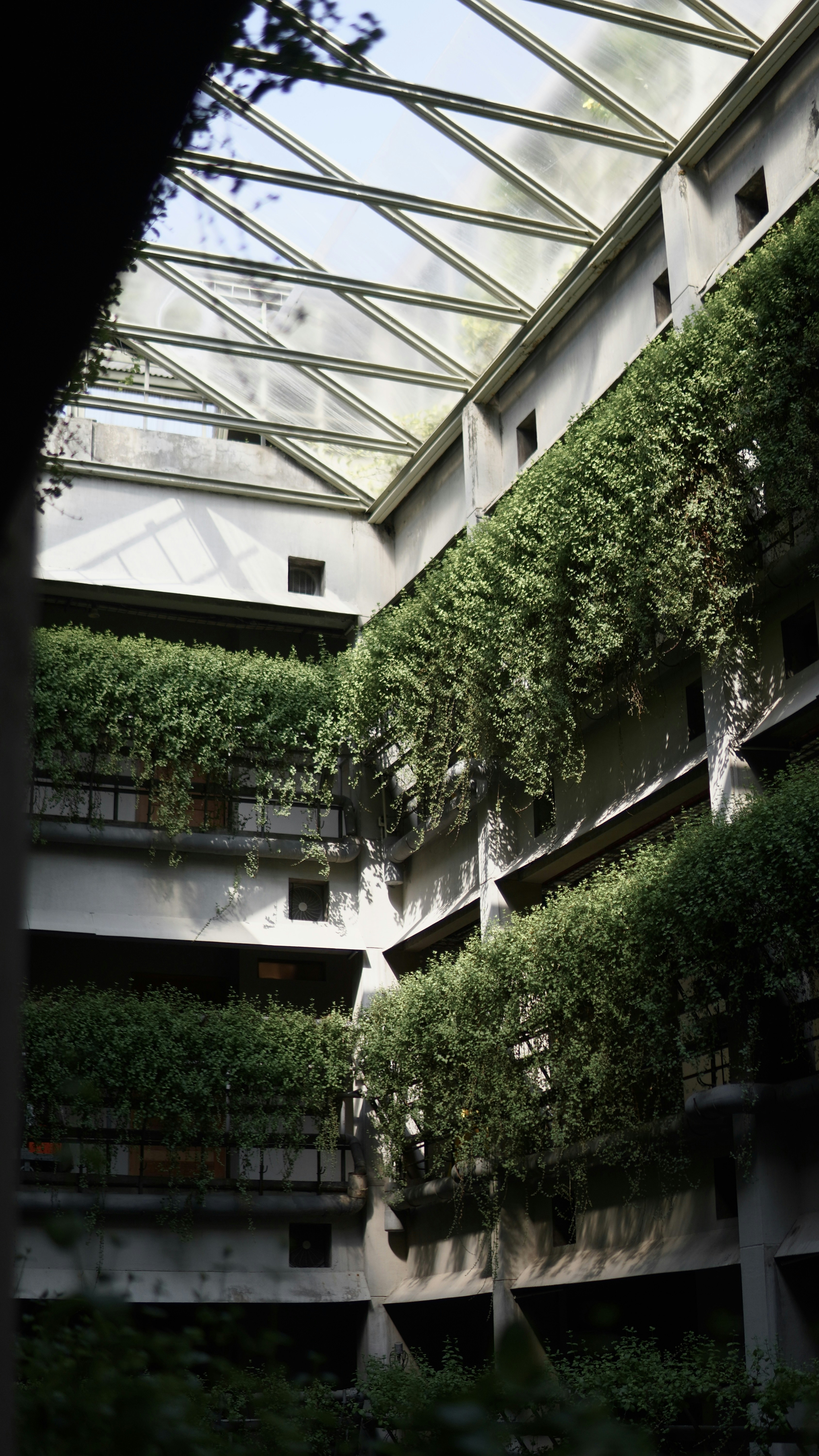 Ivy Over Concrete: Sunlit Atrium Under a Geometric Glass Roof