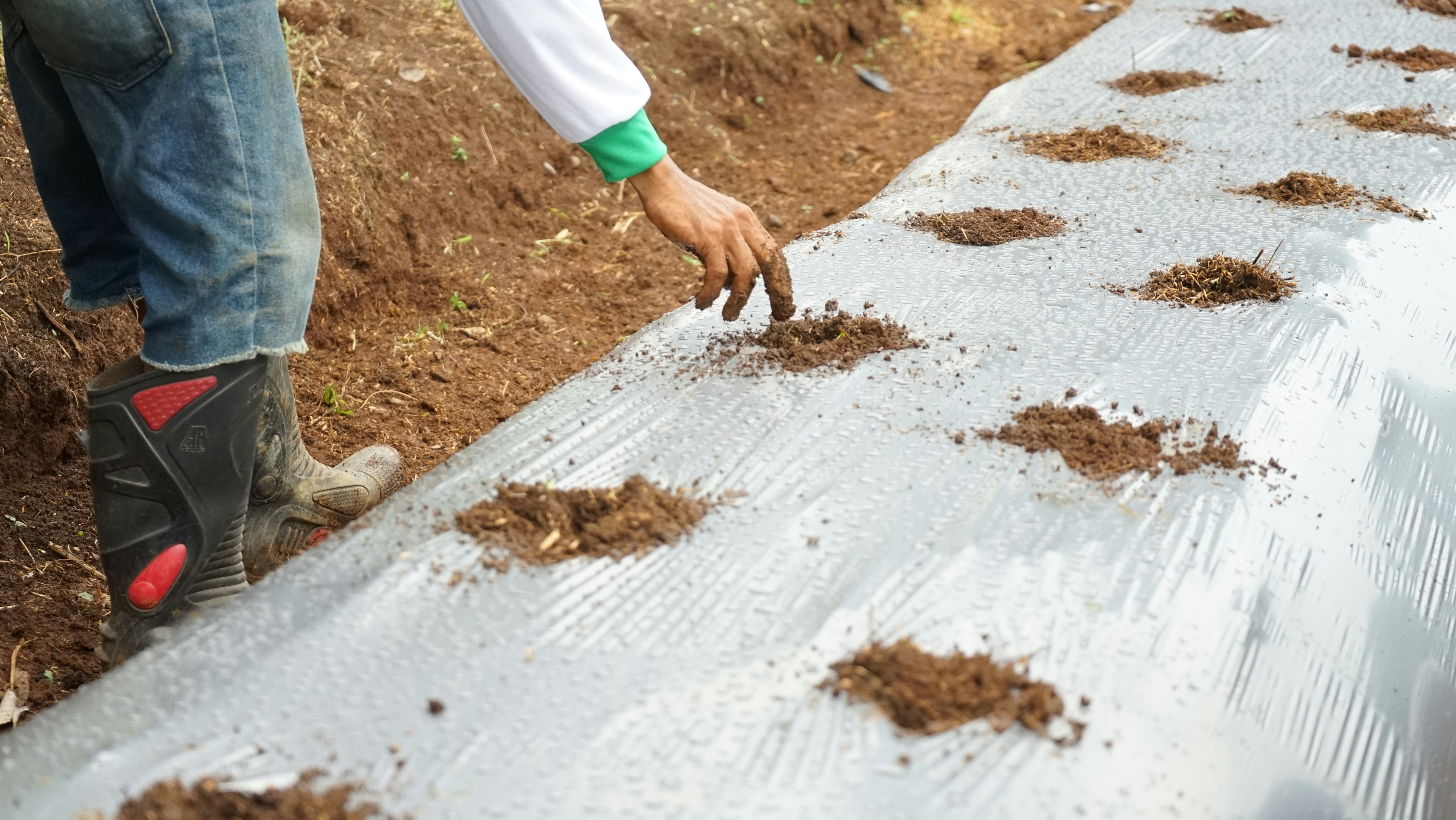 Seed by Seed: Careful Planting Along the Mulched Row
