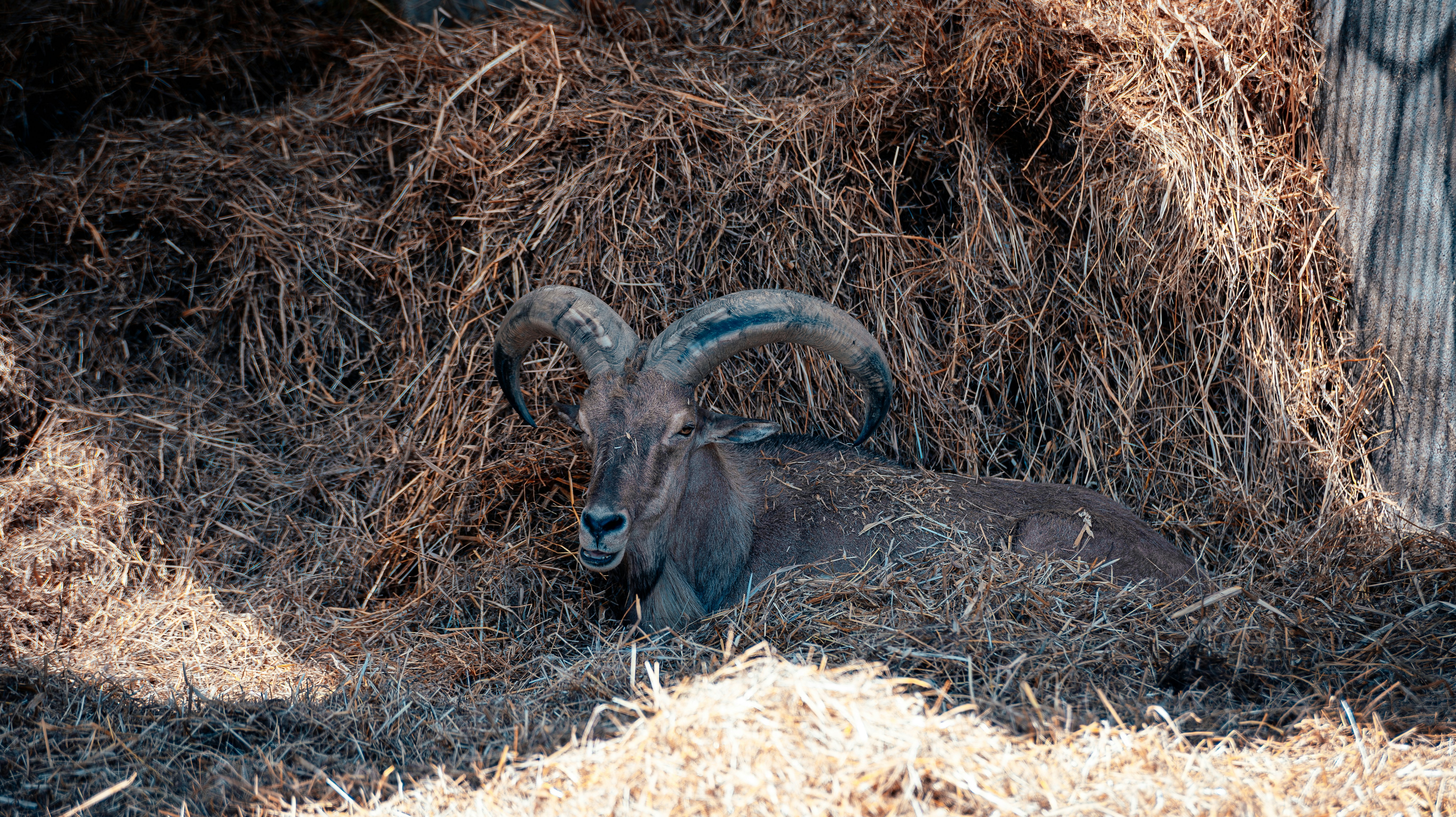 A ram laying down in a pile of hay photo – Free Pombia Image on Unsplash