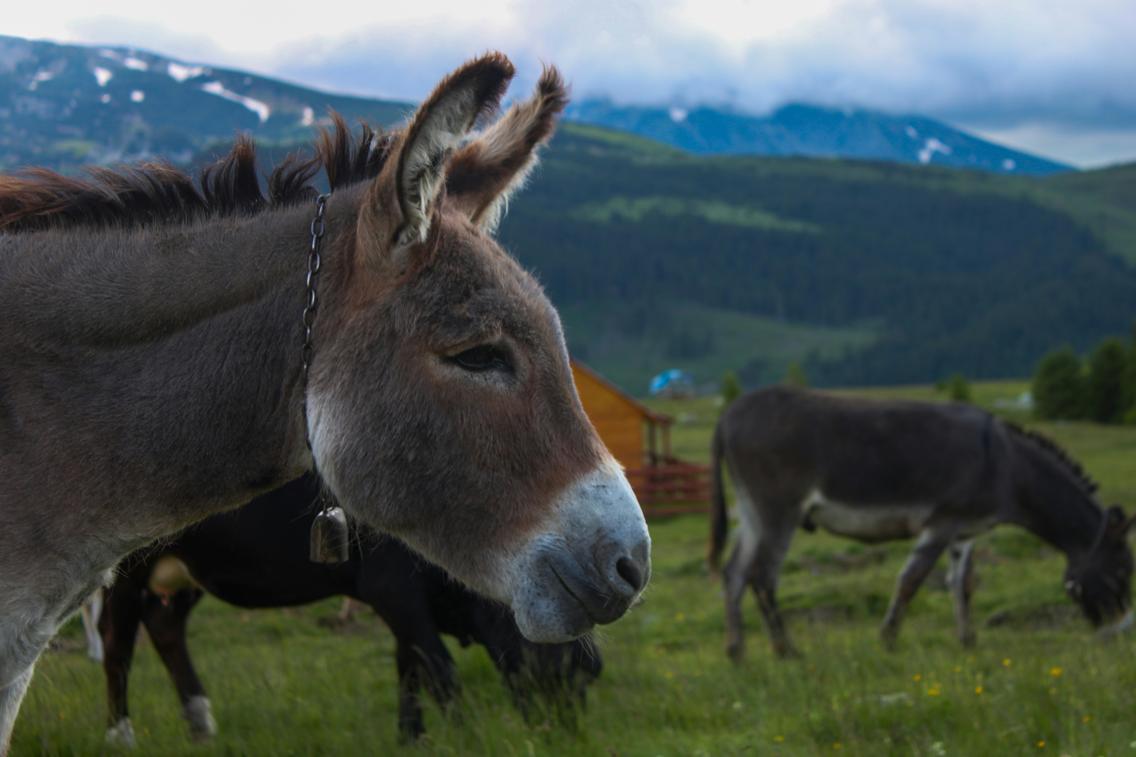Close-Up Donkey in an Alpine Meadow