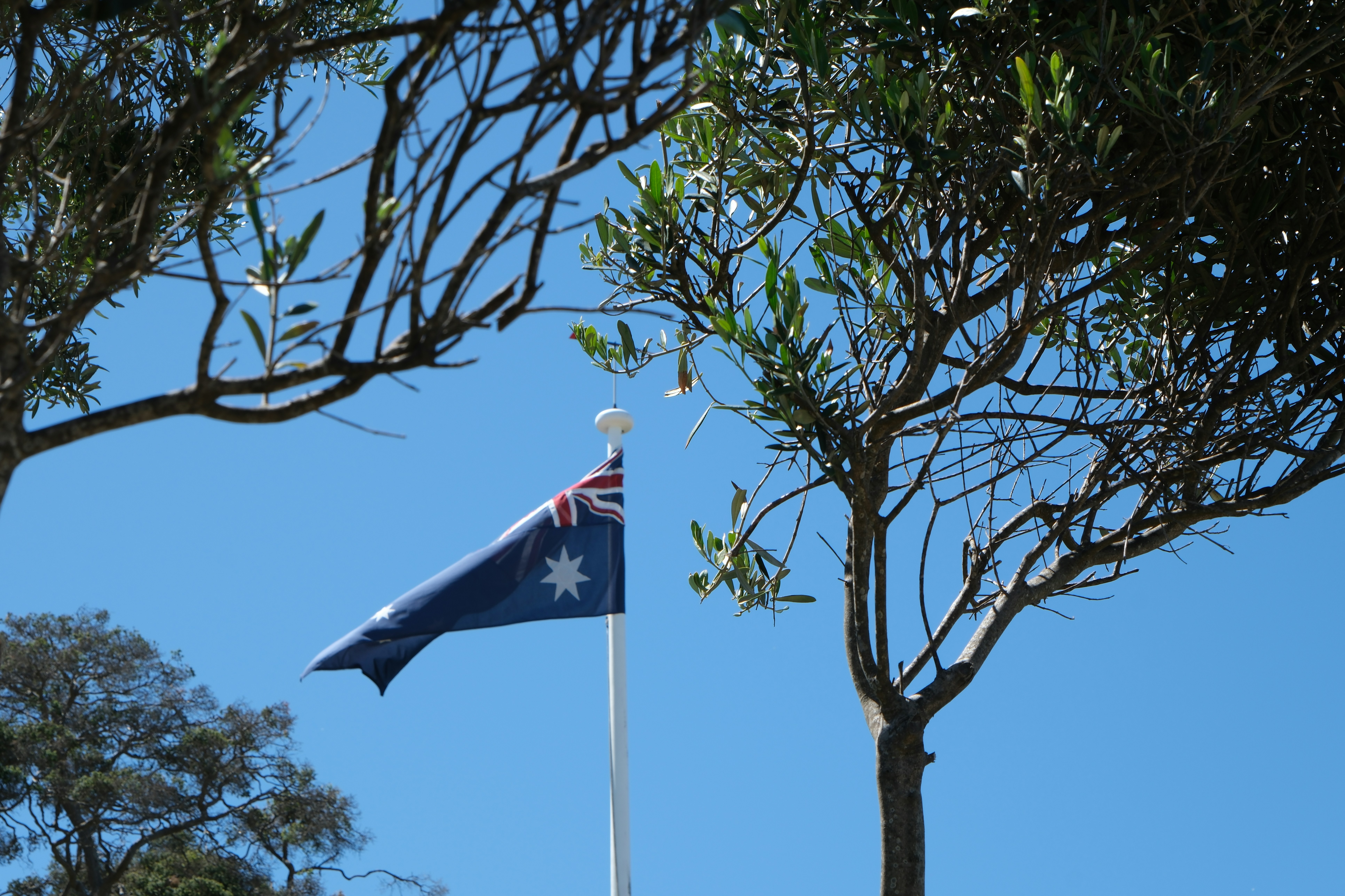 Un drapeau flottant au vent à côté d’un arbre photo – Image gratuite de ...