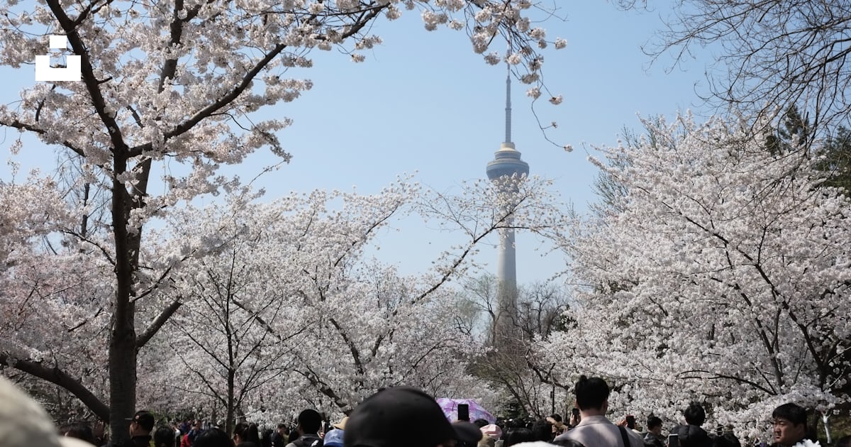 공원을 산책하는 많은 사람들 사진 Unsplash의 무료 꽃 이미지