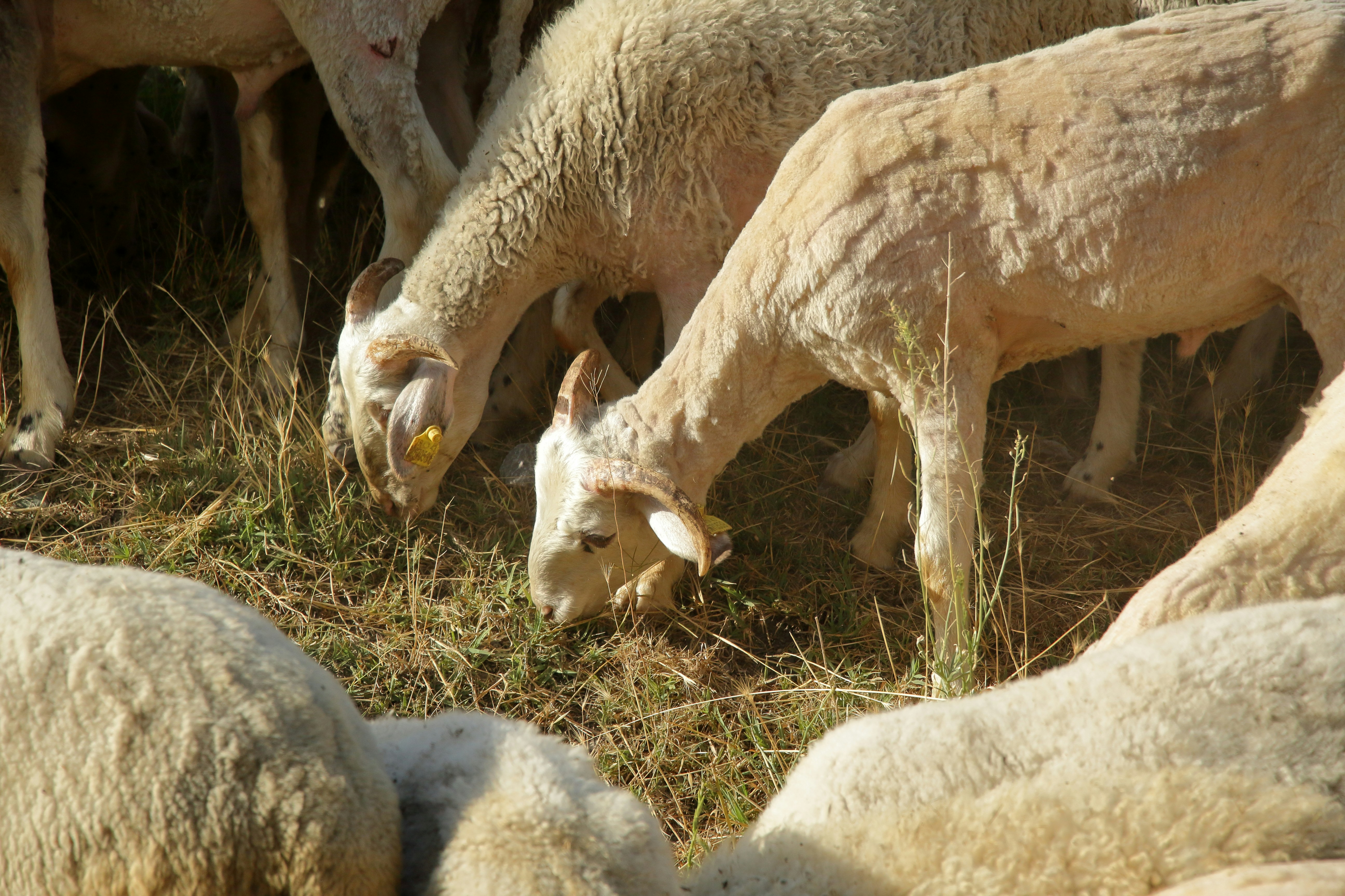A close-up view of sheep grazing on grass, showcasing their textured wool and natural behavior in a pastoral setting.