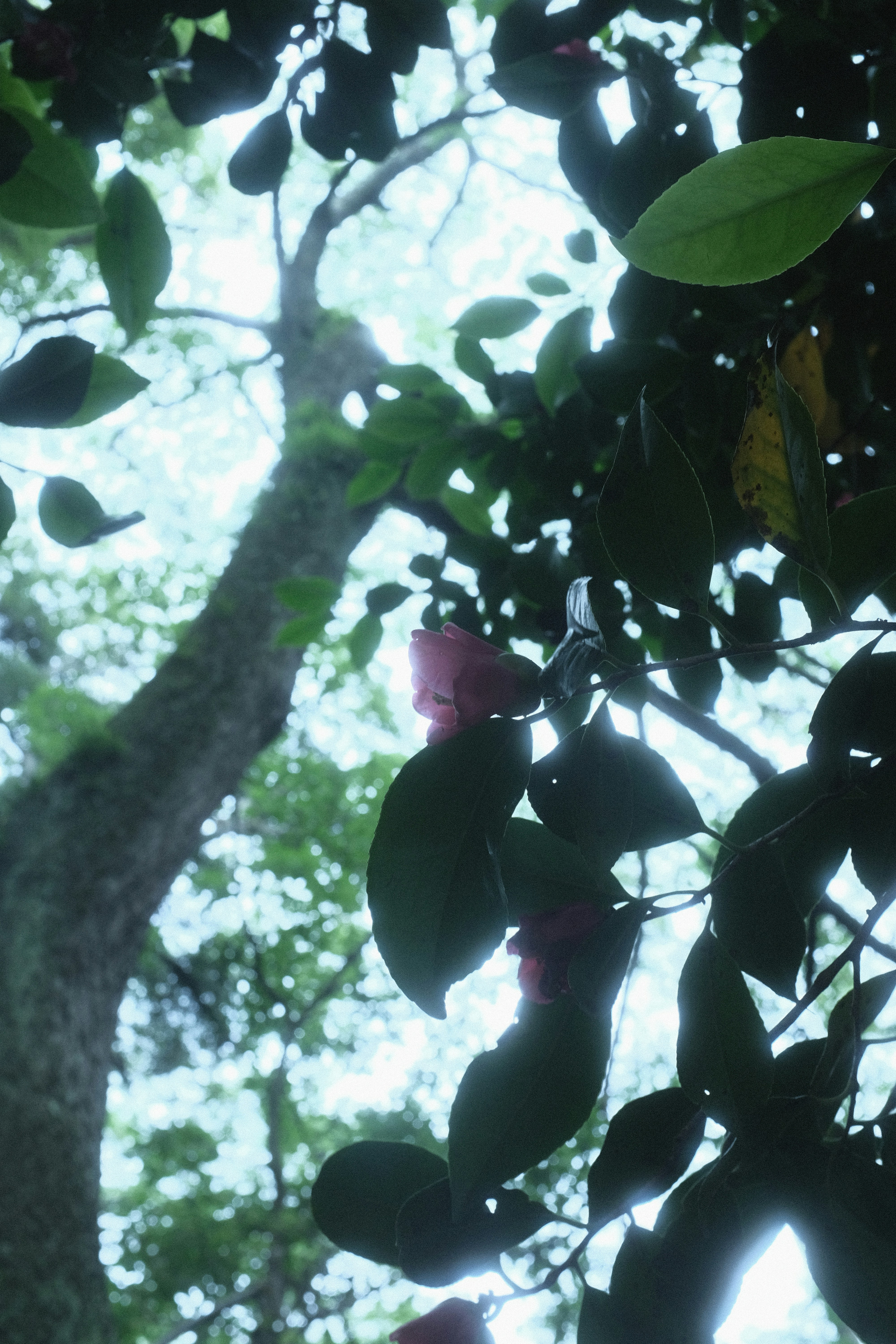 Pink Camellia Bud Framed by a Veil of Leaves Under a Bright Sky
