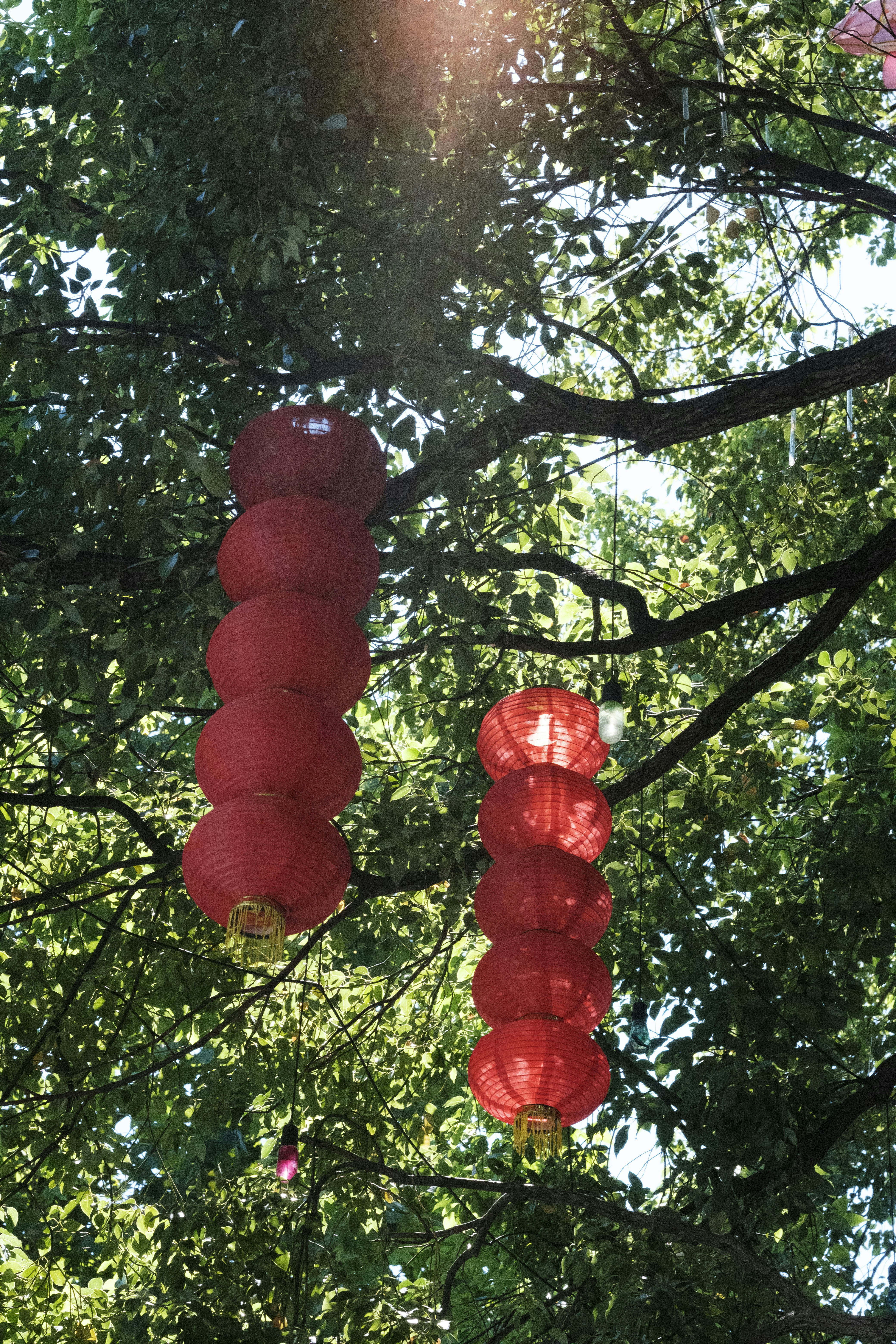 Crimson Lanterns Hanging in a Sunlit Green Canopy