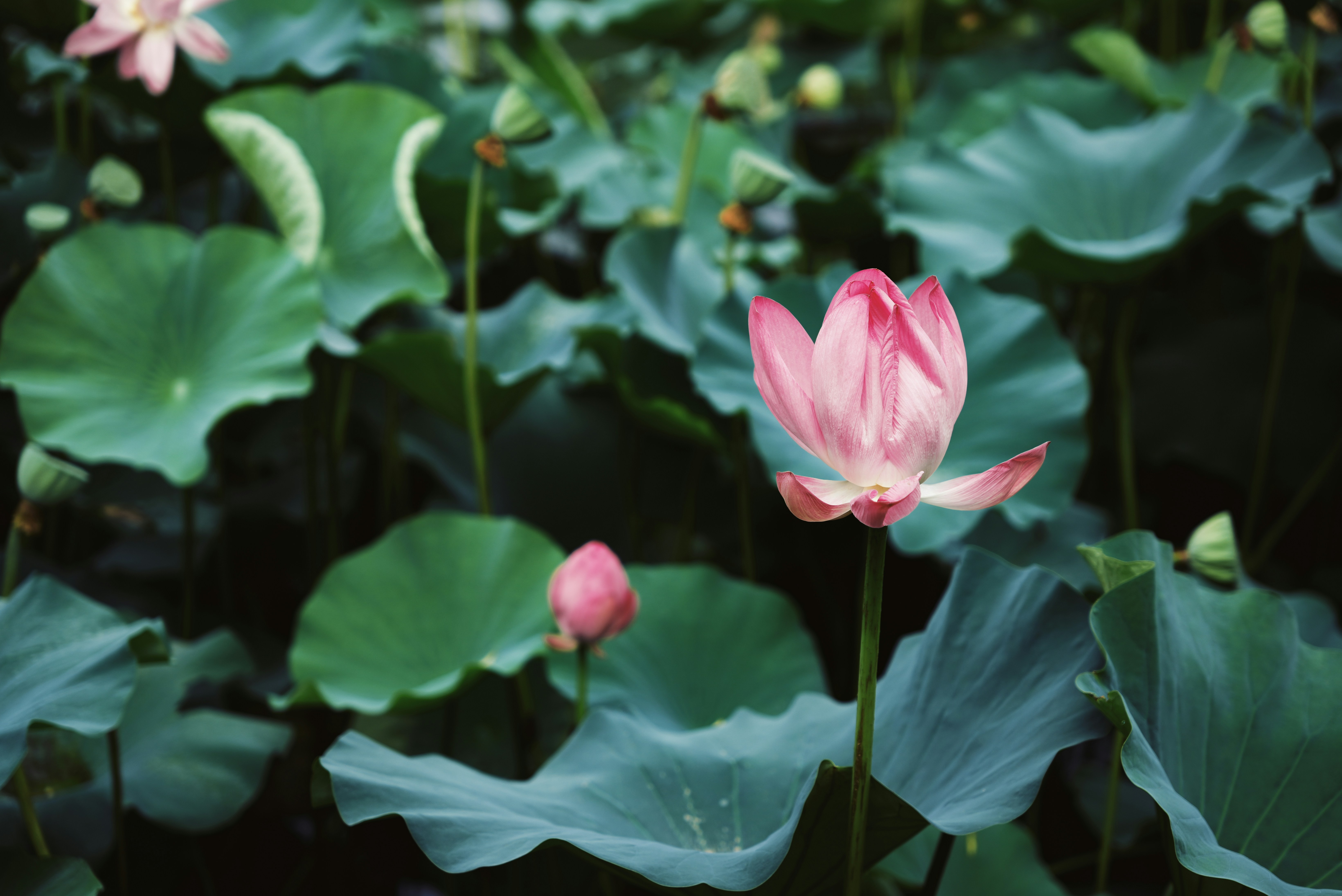 Serenity in Bloom: Lotus Amid Emerald Leaves