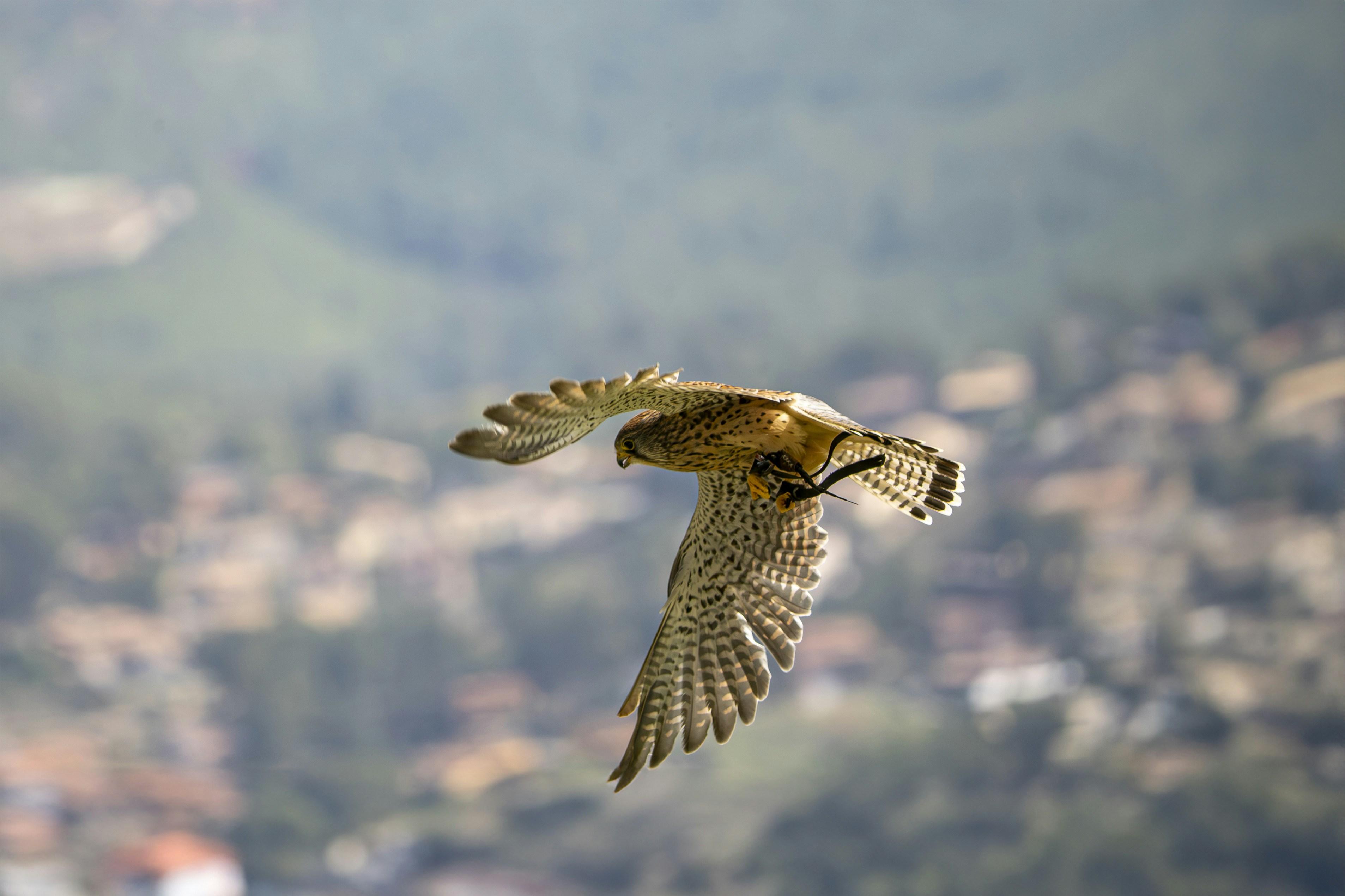 Hawk in a Precise Glide Over a Verdant Hilltown