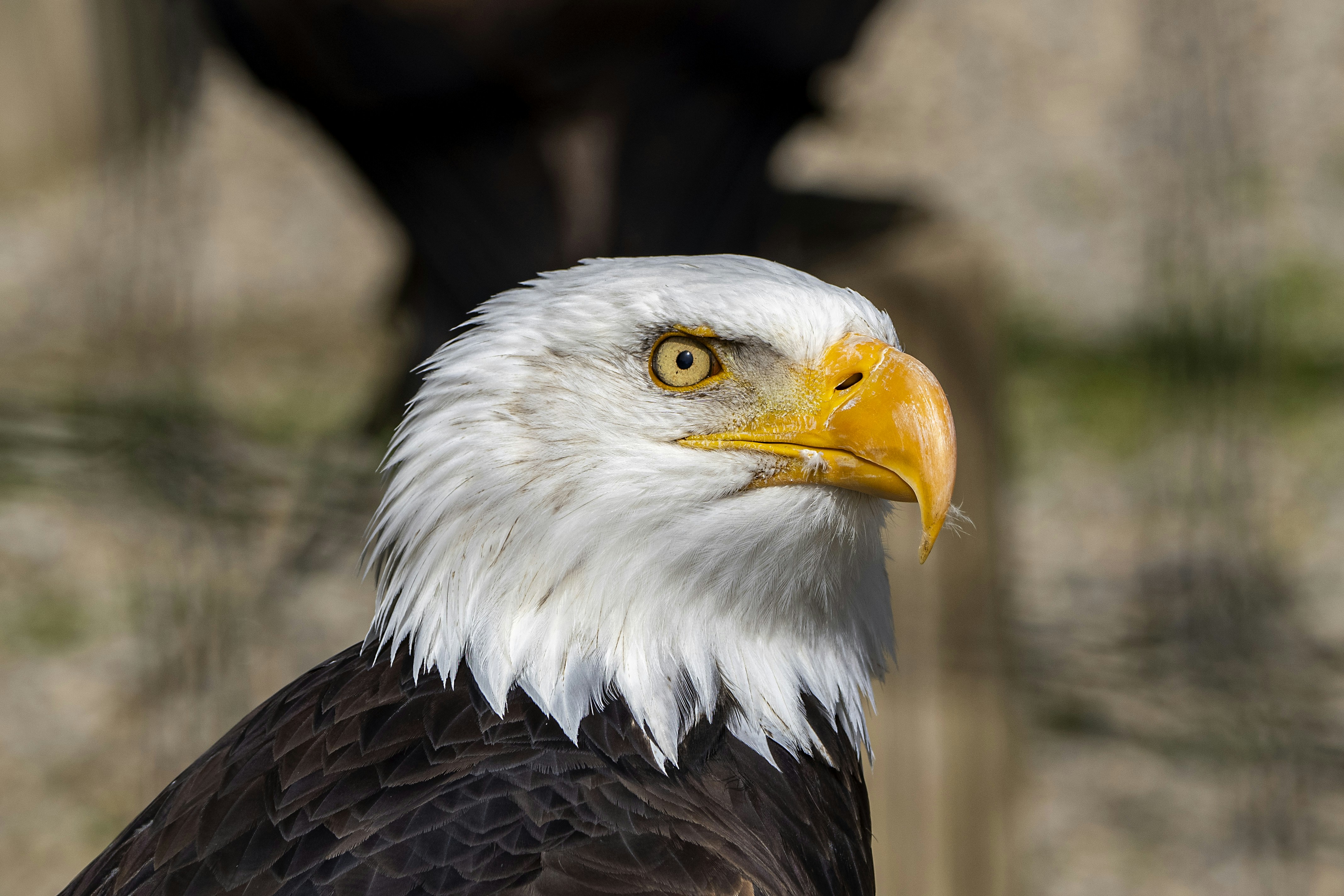 Close-up of a bald eagle showcasing its striking yellow beak and piercing gaze against a softly blurred background.