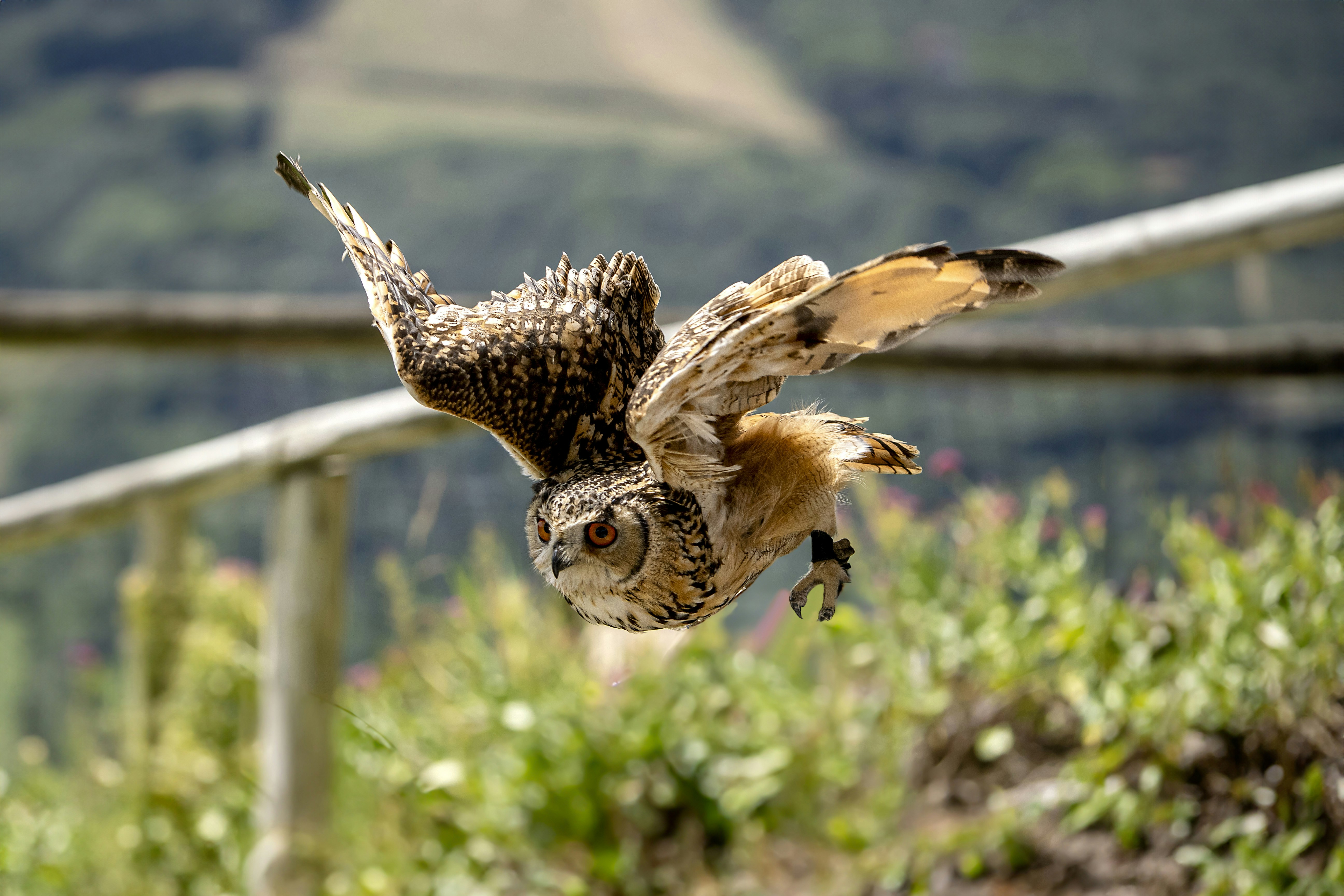 Wingbeat Over the Rail: An Owl in Midflight Above a Quiet Garden