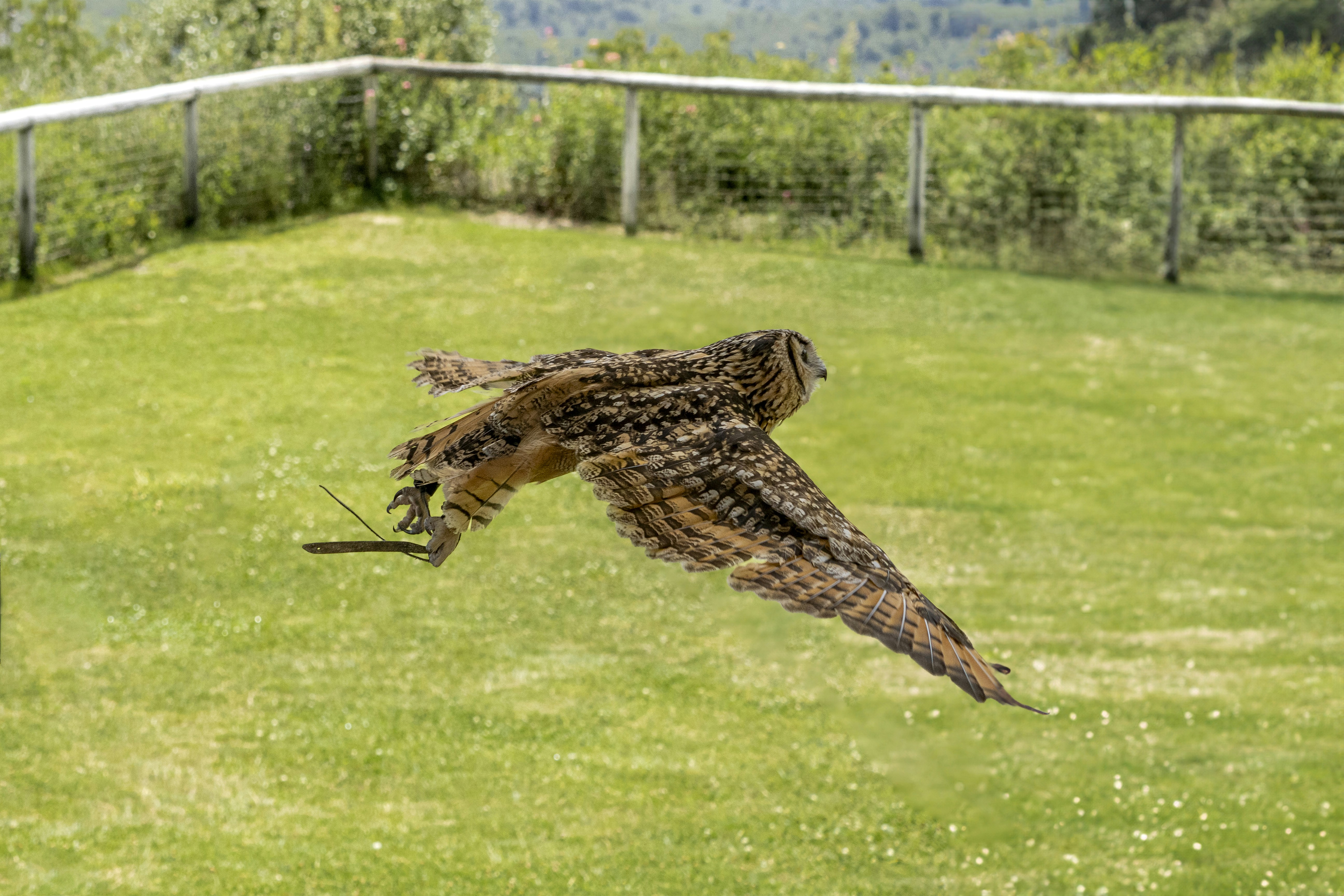 Cim D'Aligues, Sant Sant Feliu de Codines, España