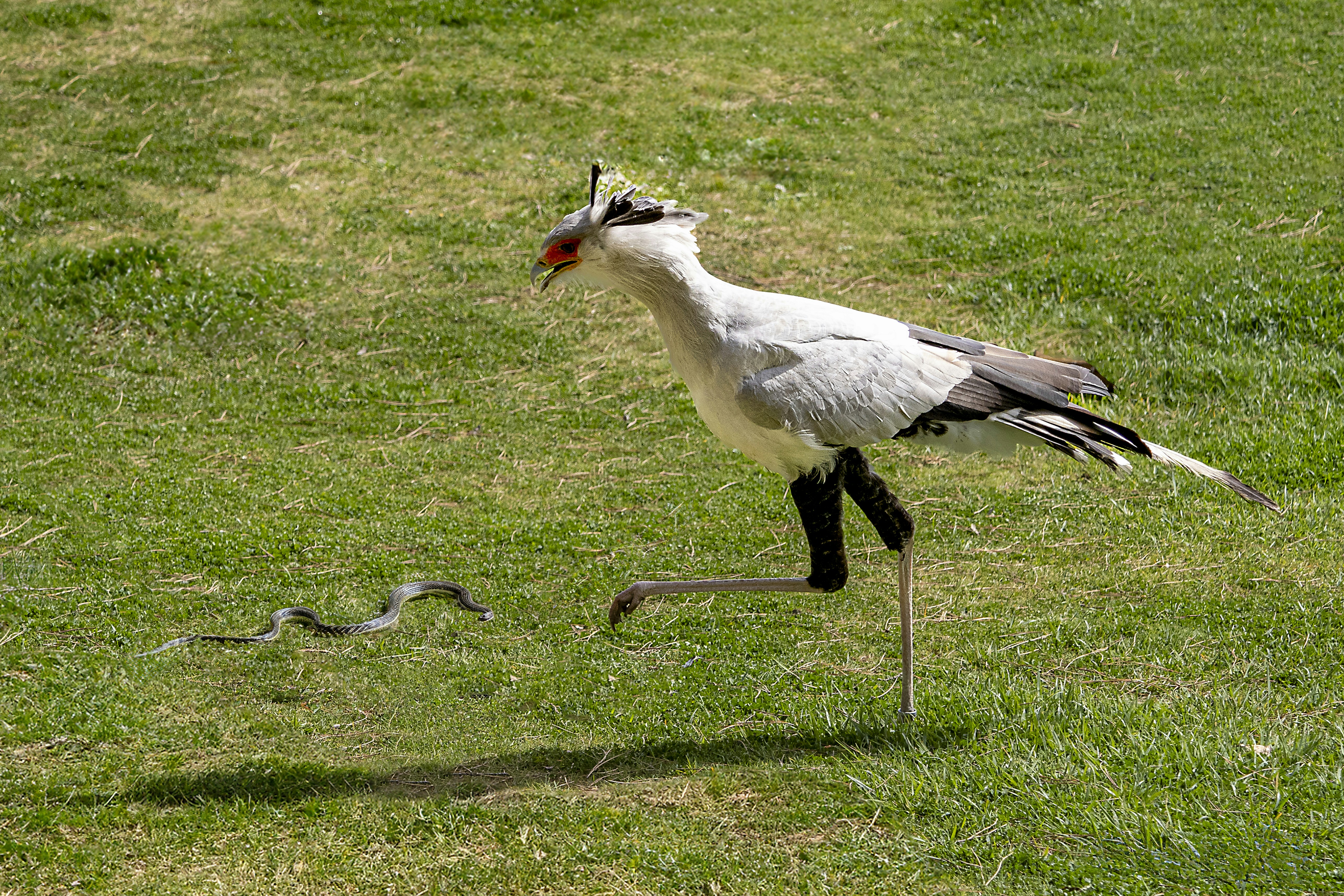 Serpents in the Grass: A Secretary Bird on Vigil in the Sunlit Field