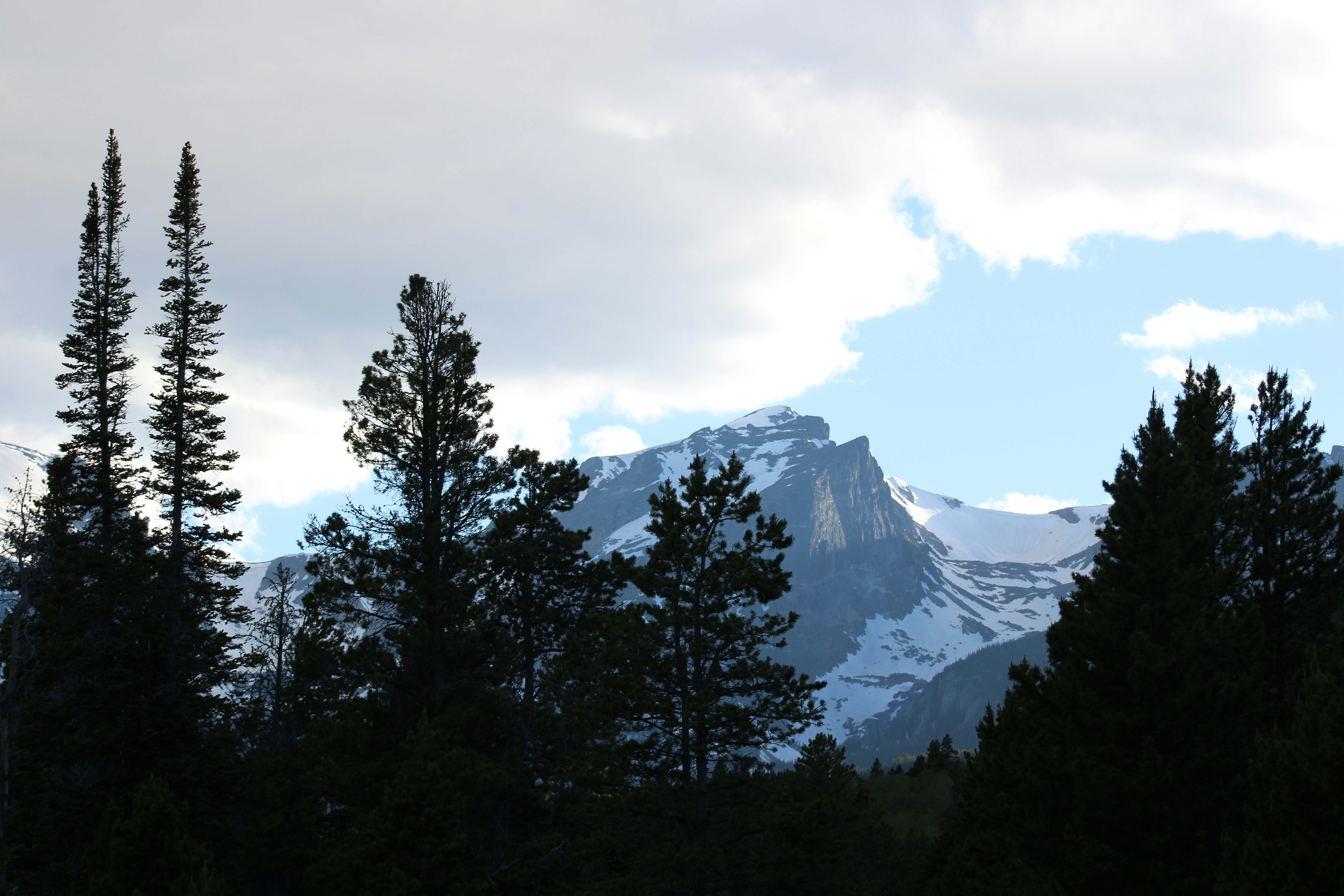 A group of trees with a mountain in the background photo – Free Forest ...
